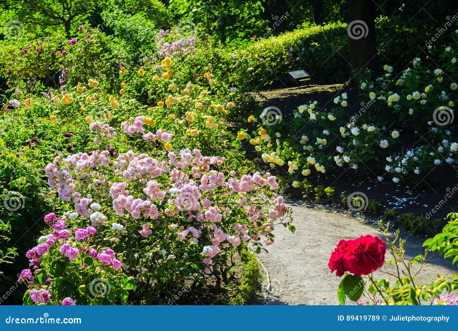 Beautiful Rose Garden in Summer, UK Stock Image - Image of dreamy ...