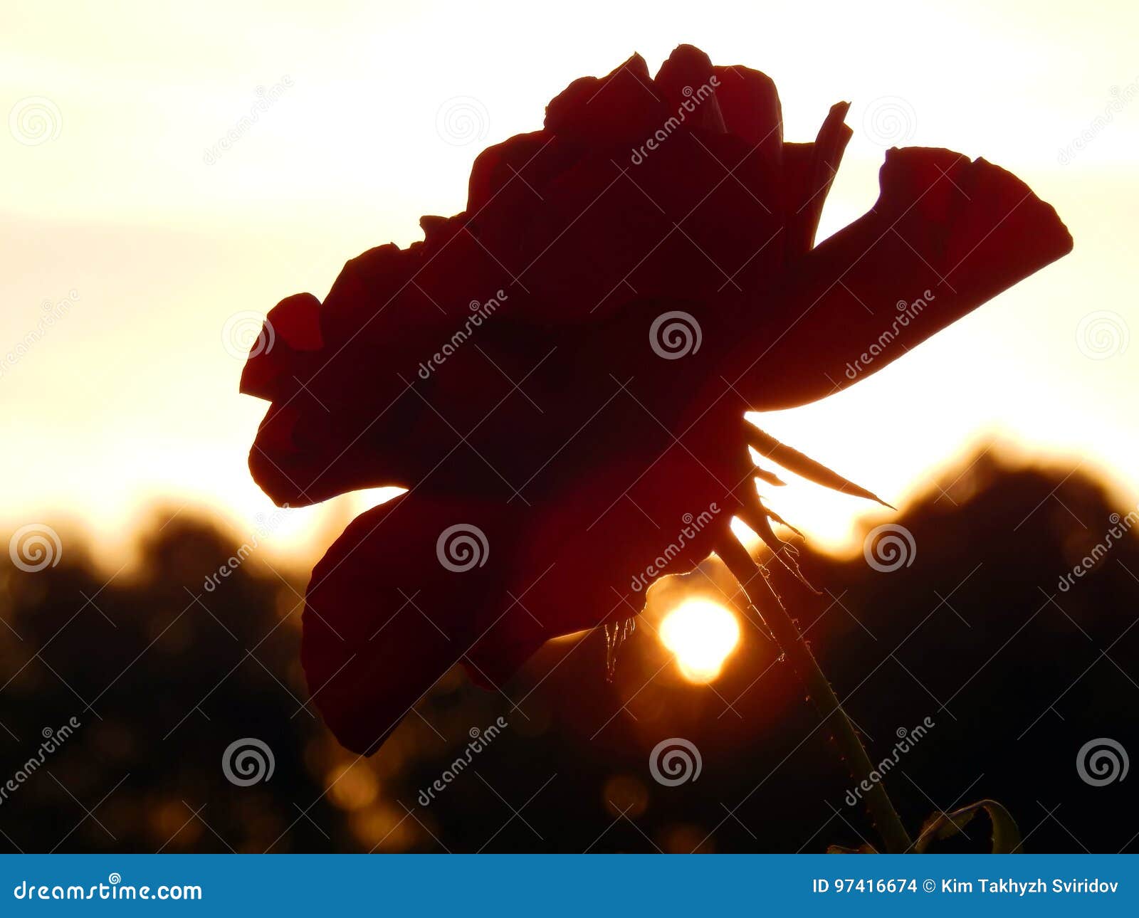 Beautiful Rose in the Garden at Sunset Stock Photo - Image of garden ...