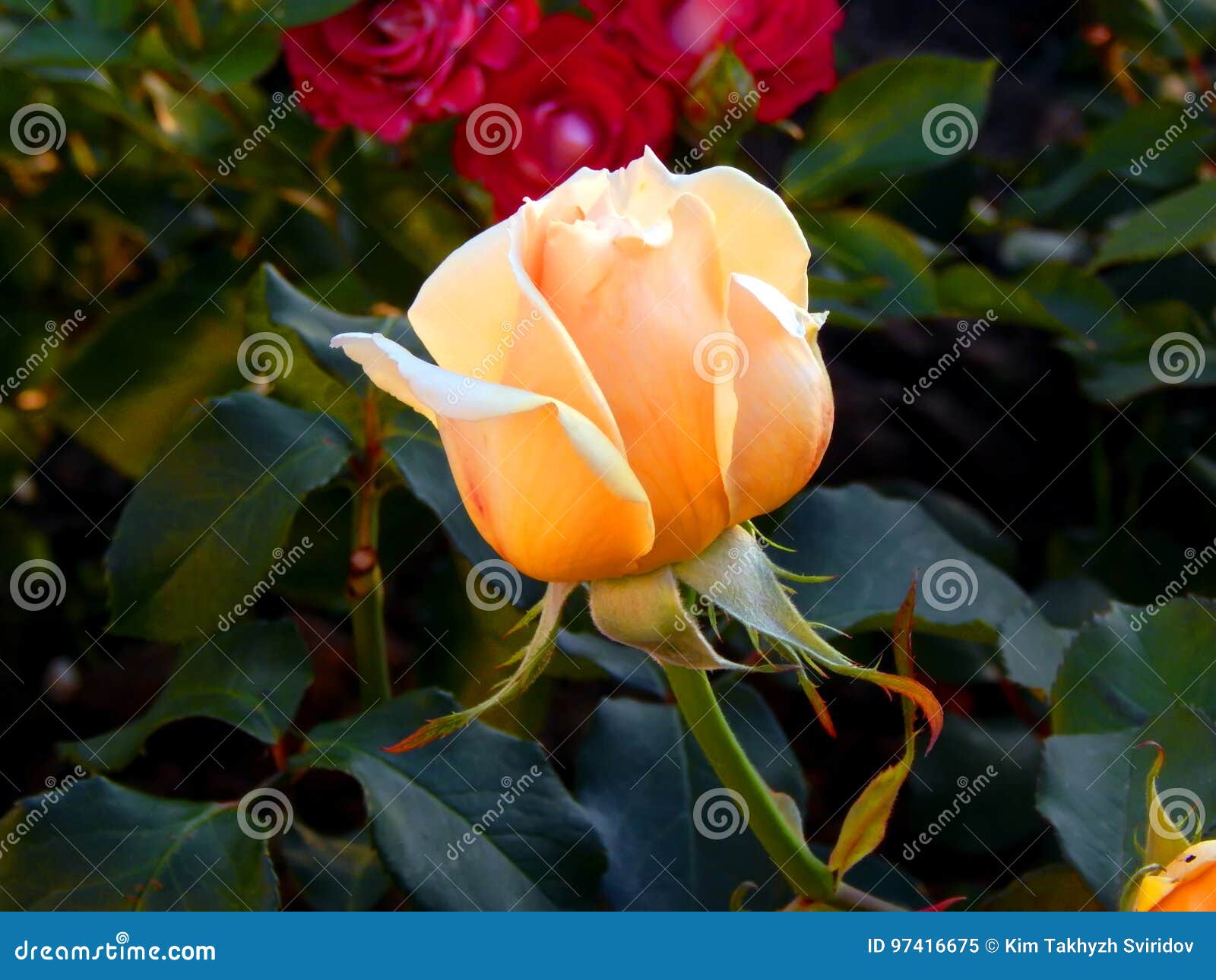 Beautiful Rose in the Garden at Sunset Stock Image - Image of dark ...
