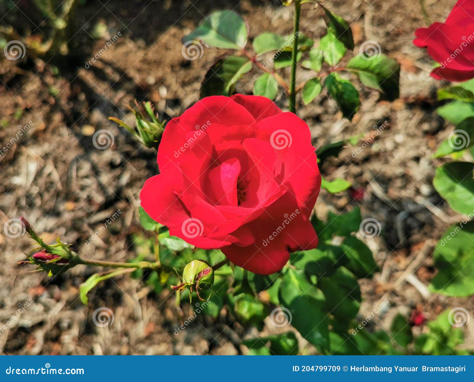 Beautiful Rose for Beautiful Girls Stock Image - Image of petal ...