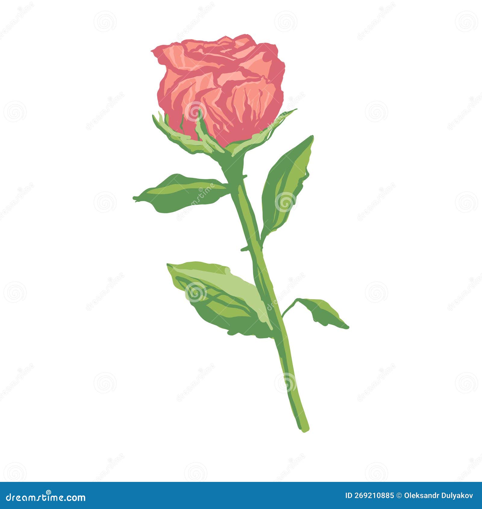 Beautiful Rose Hand Drawing Isolated on White Stock Vector ...
