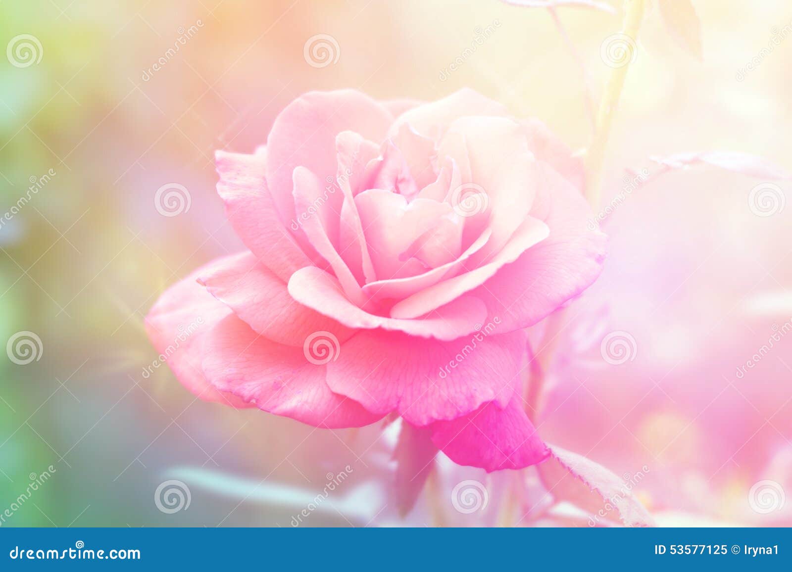 Rose flower stock image. Image of pink, flower, petal - 53577125