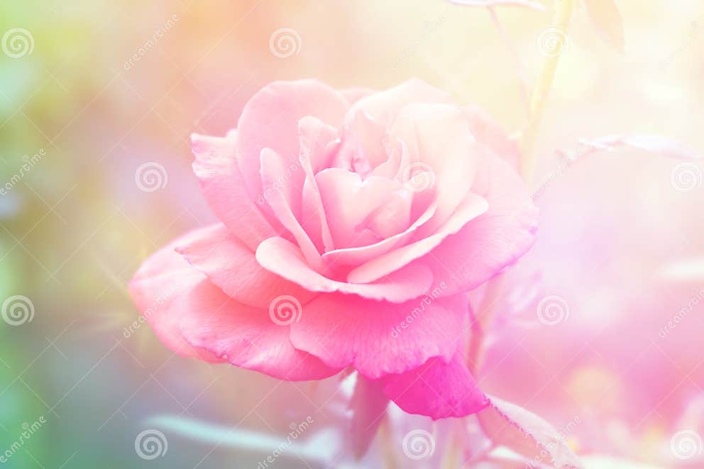 Beautiful Rose in Magic Light Stock Image - Image of mood, delicacy ...