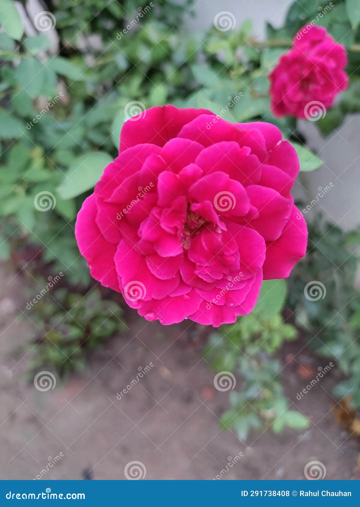 Beautiful Rose by Natural of God this Picture Stock Photo - Image of ...