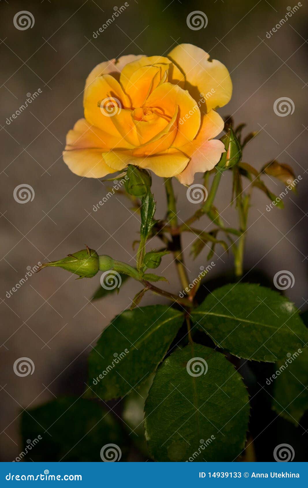 Beautiful rose in nature stock image. Image of natural - 14939133