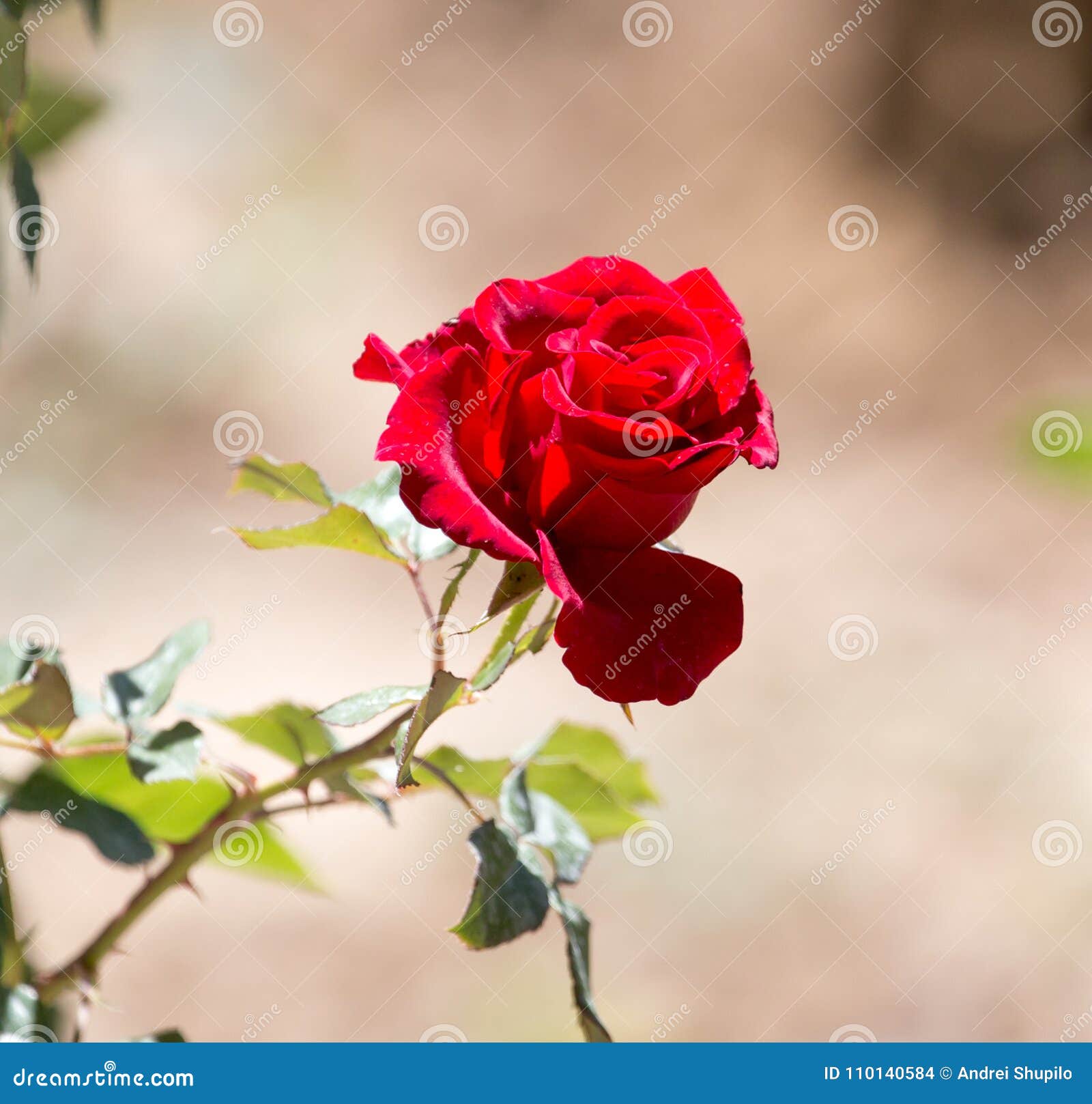 Beautiful rose in nature stock photo. Image of flora - 110140584