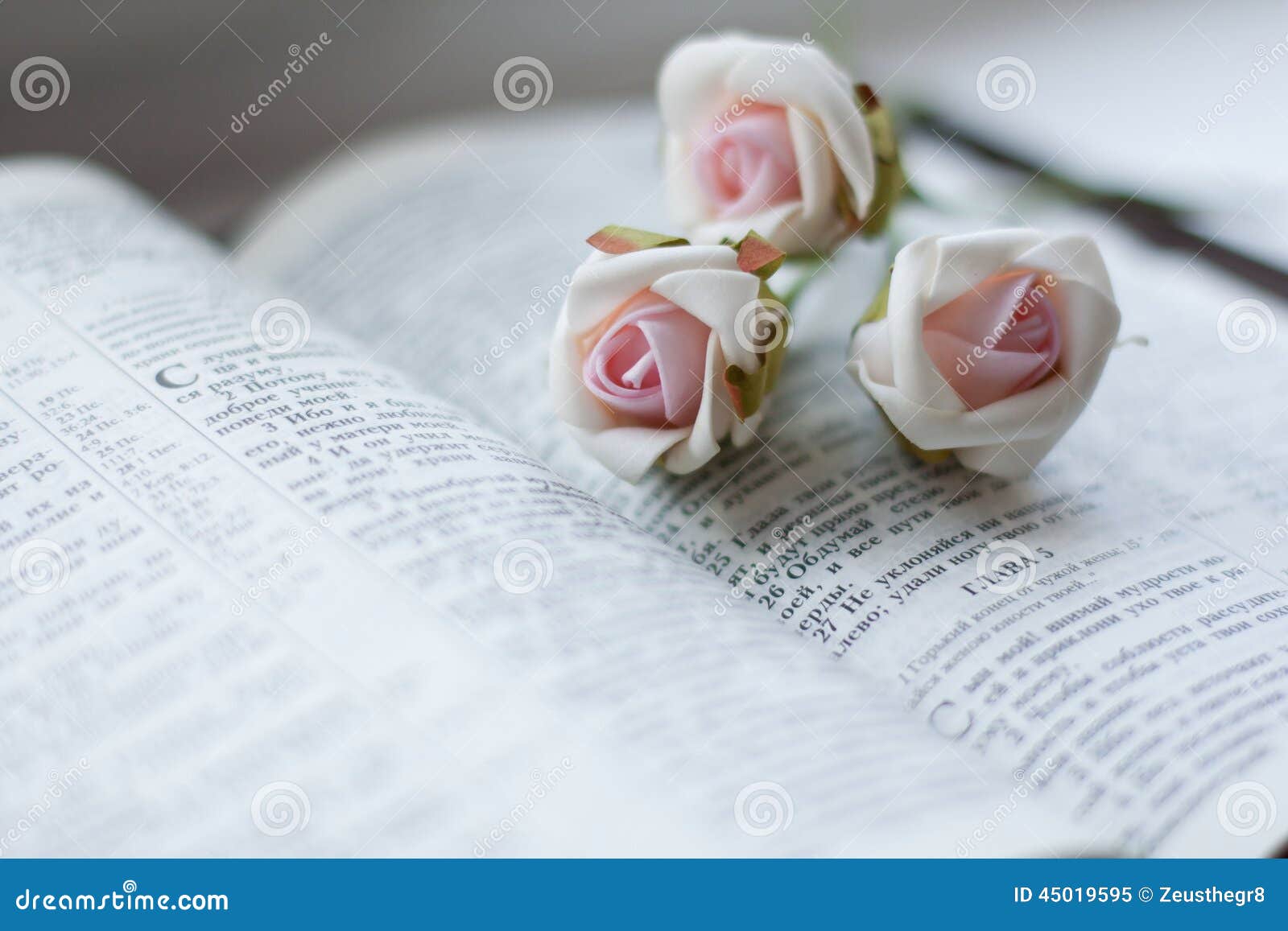 Beautiful Rose on the Open Book Stock Image - Image of flirting ...