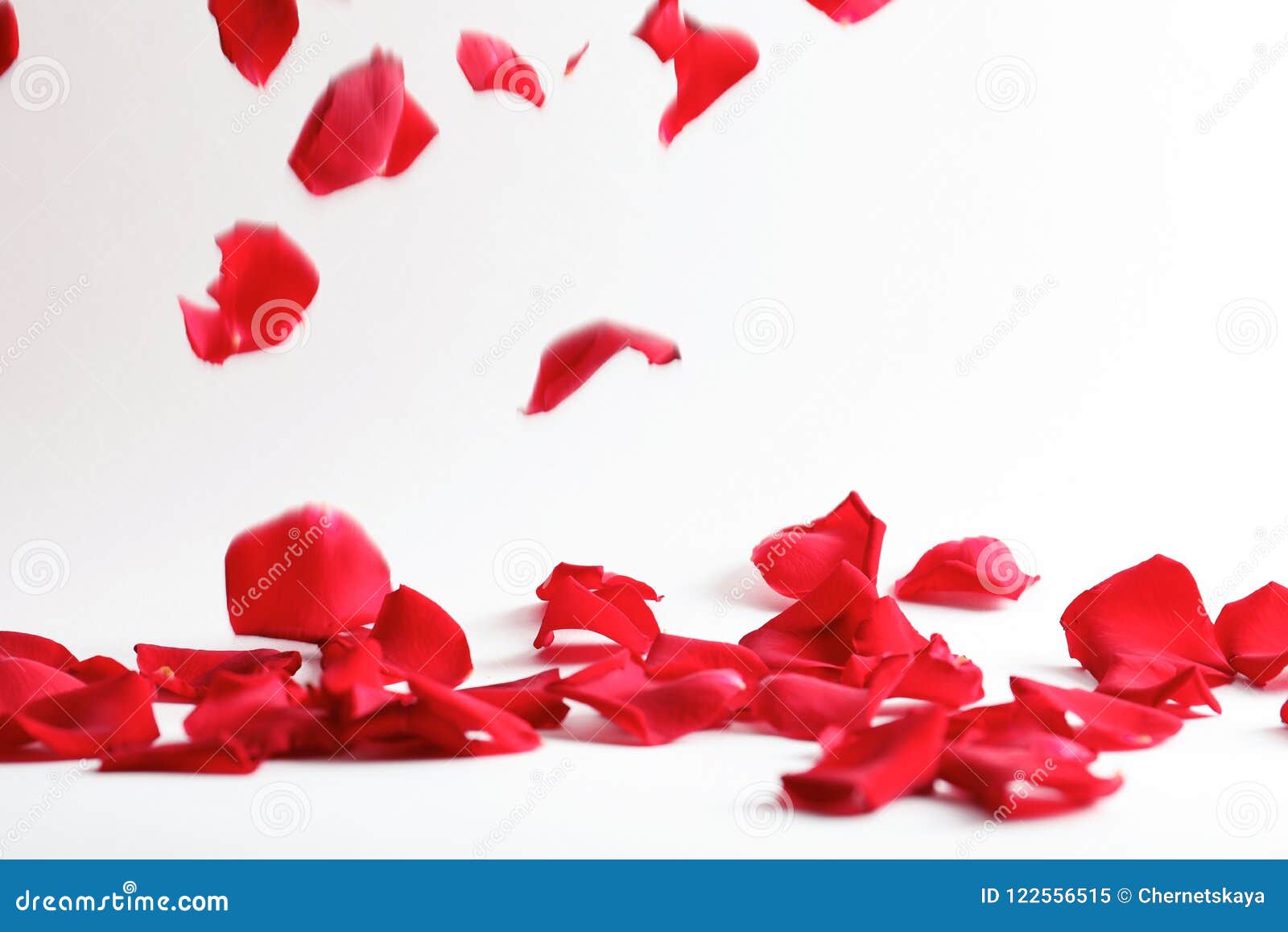 Beautiful Rose Petals Falling Stock Image - Image of flower, floral ...