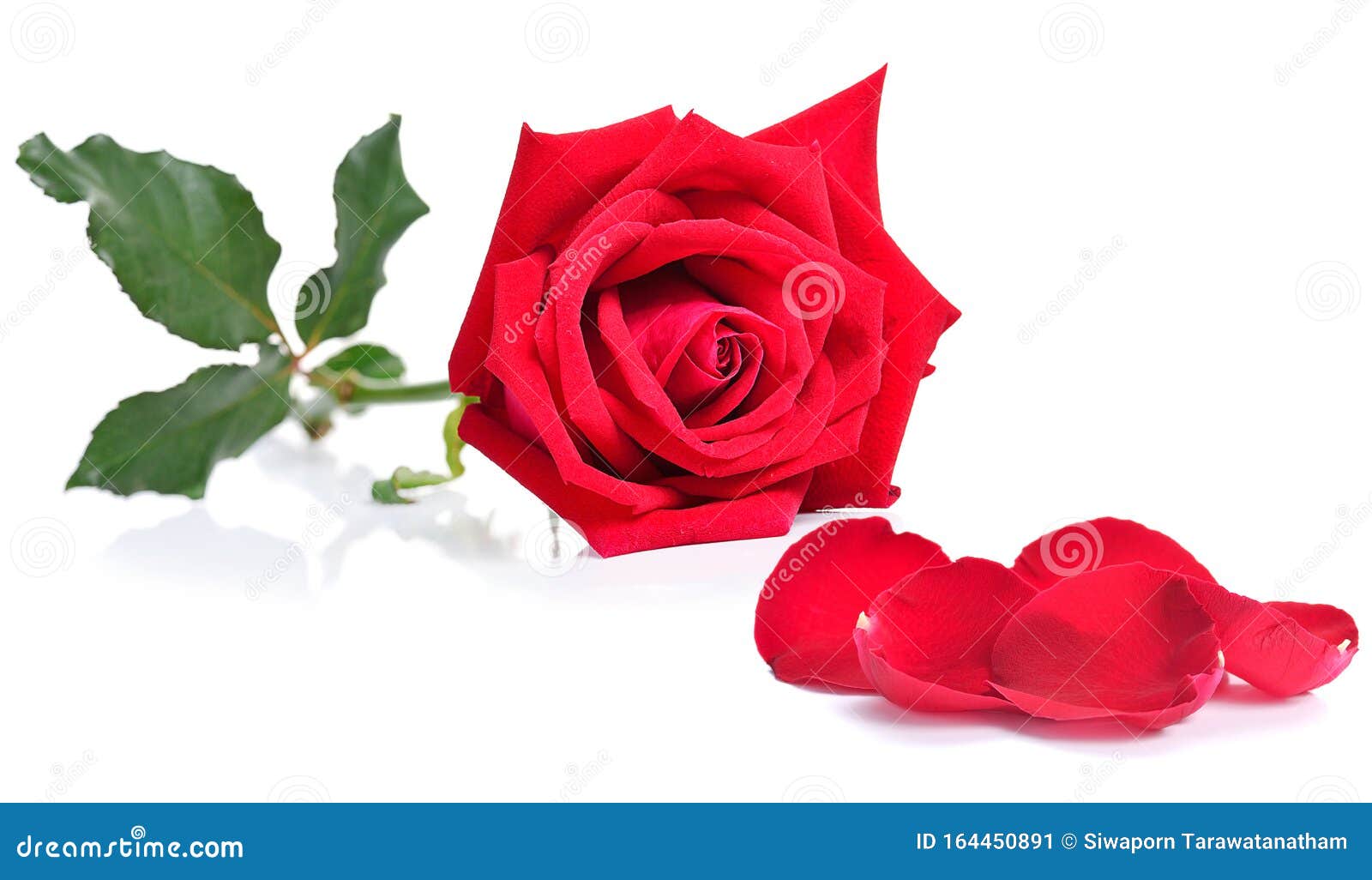 Beautiful Rose Petals on a White Background Stock Image - Image of card ...