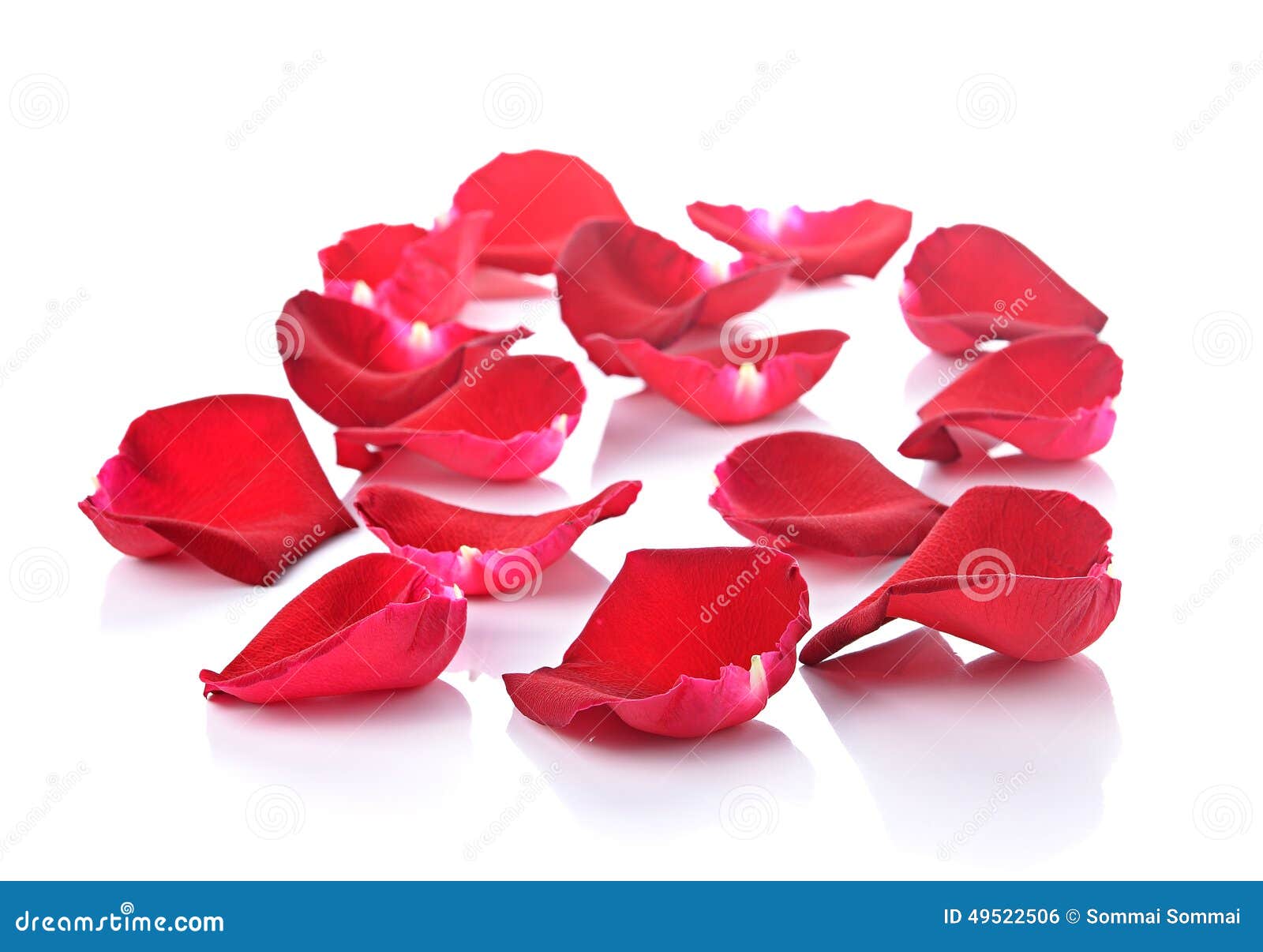 Beautiful Rose Petals on White Background Stock Photo - Image of ...