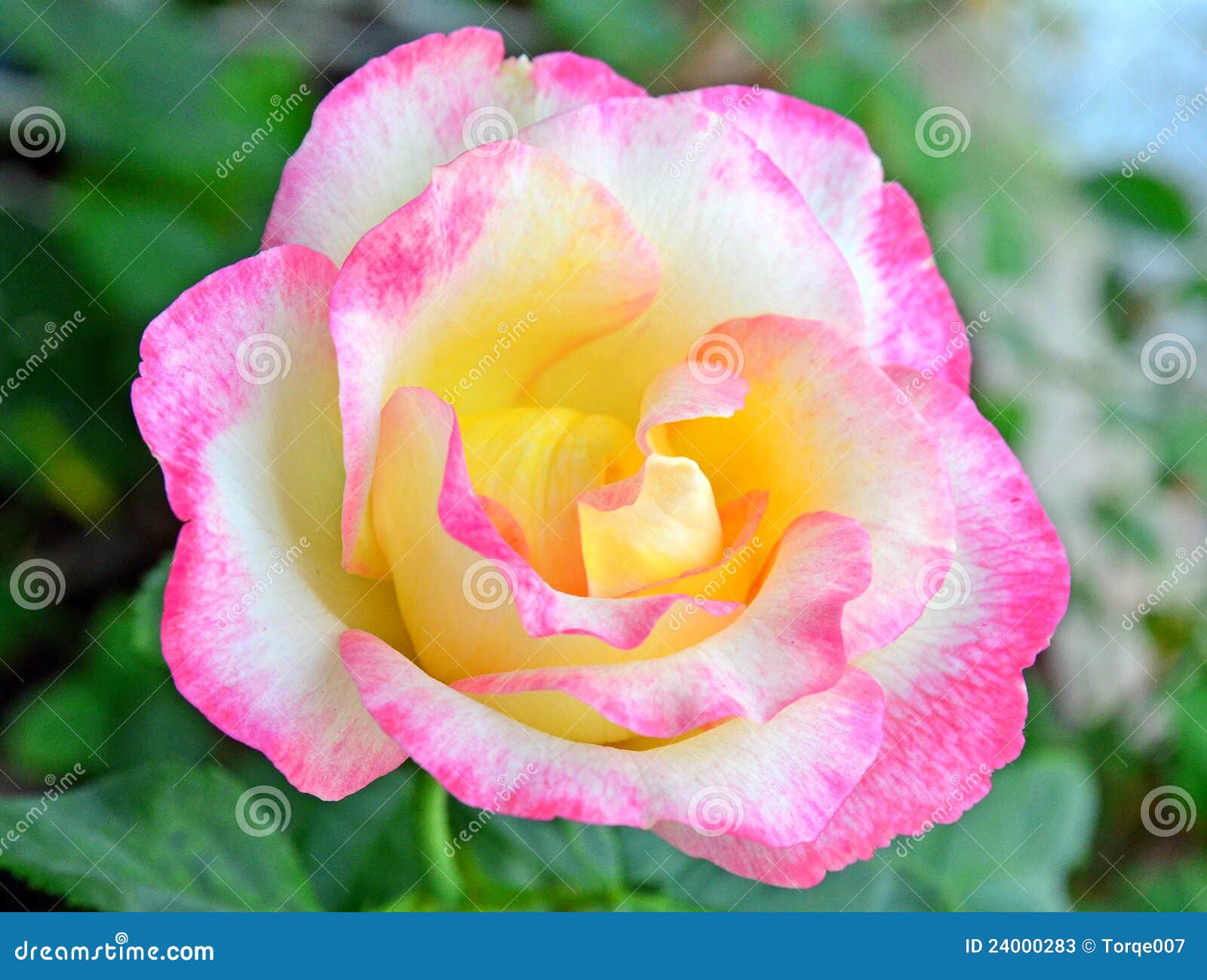 Beautiful rose pink stock image. Image of flora, anniversary - 24000283