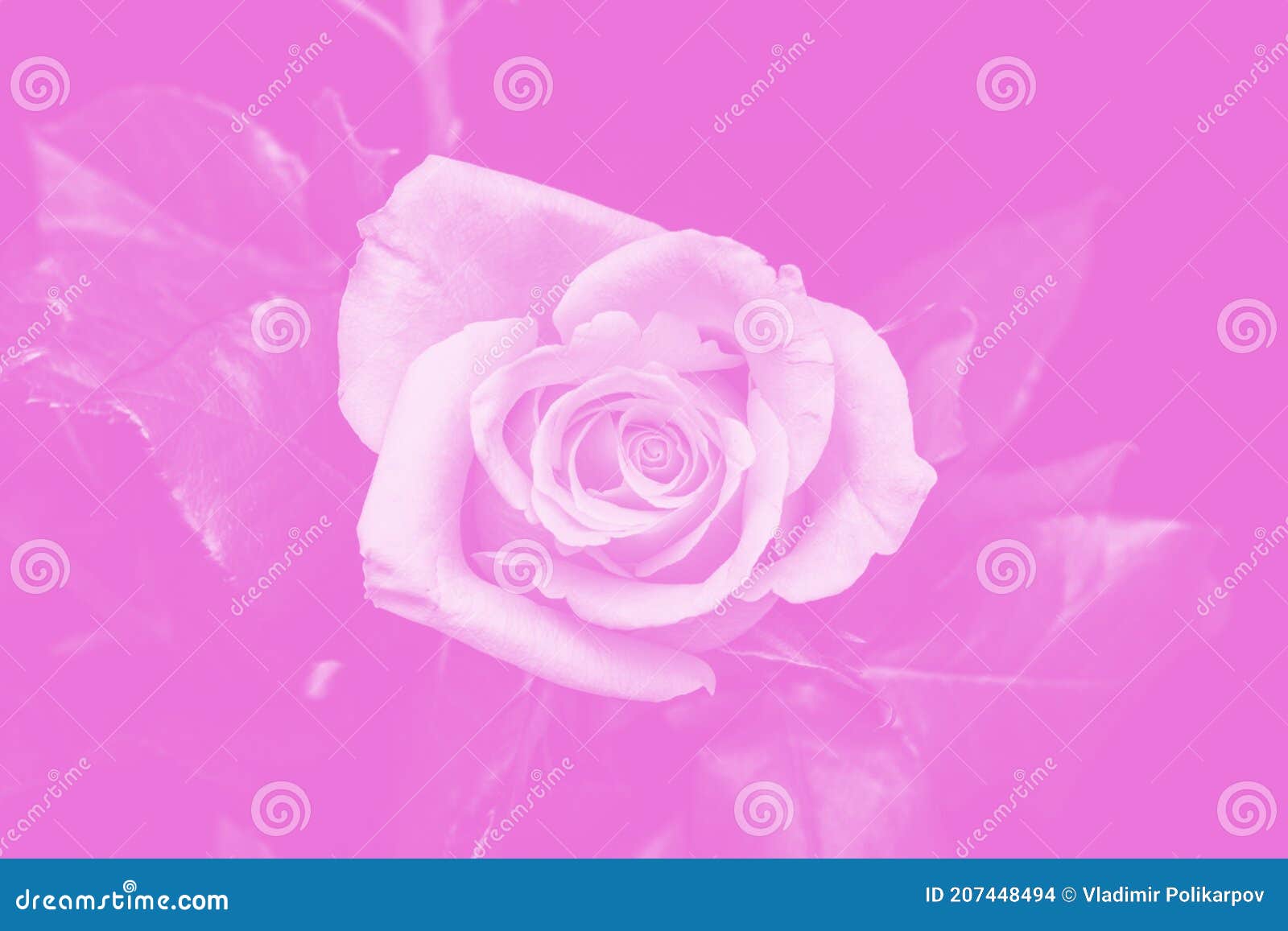 Beautiful Rose with Pink Tint. Flower Composition Stock Illustration ...