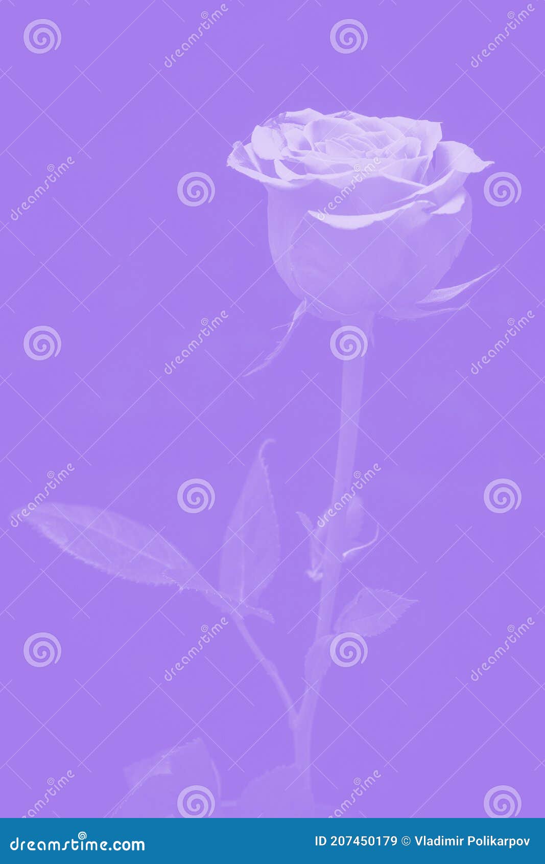 Beautiful Rose with Purple Tint. Flower Composition Stock Illustration ...