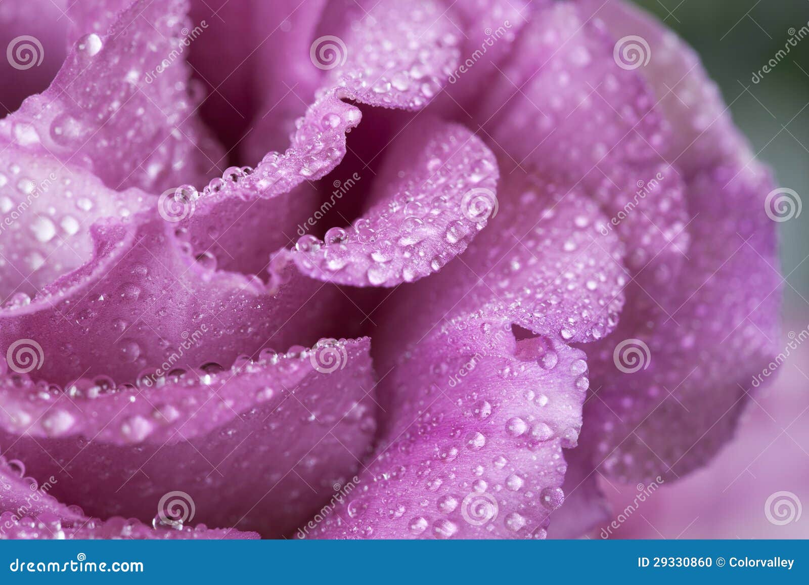 Beautiful Rose after Rain Closeup Stock Photo - Image of background ...