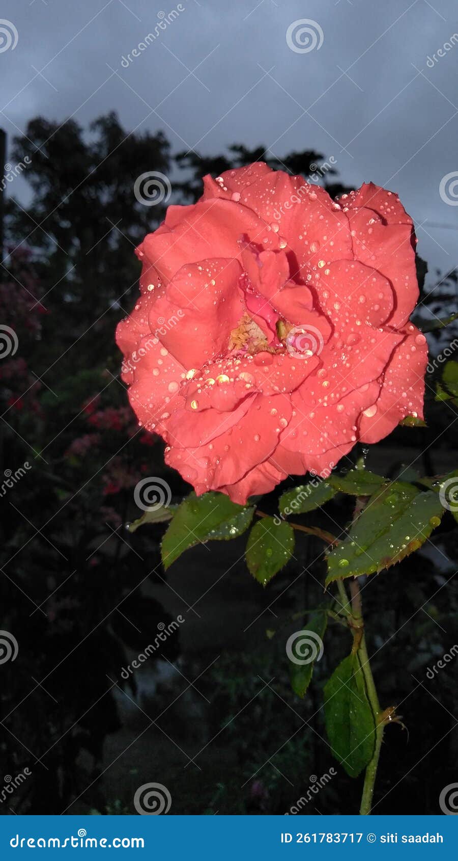 Beautiful Rose at Rainy Days Stock Image - Image of bouquet, leaf ...