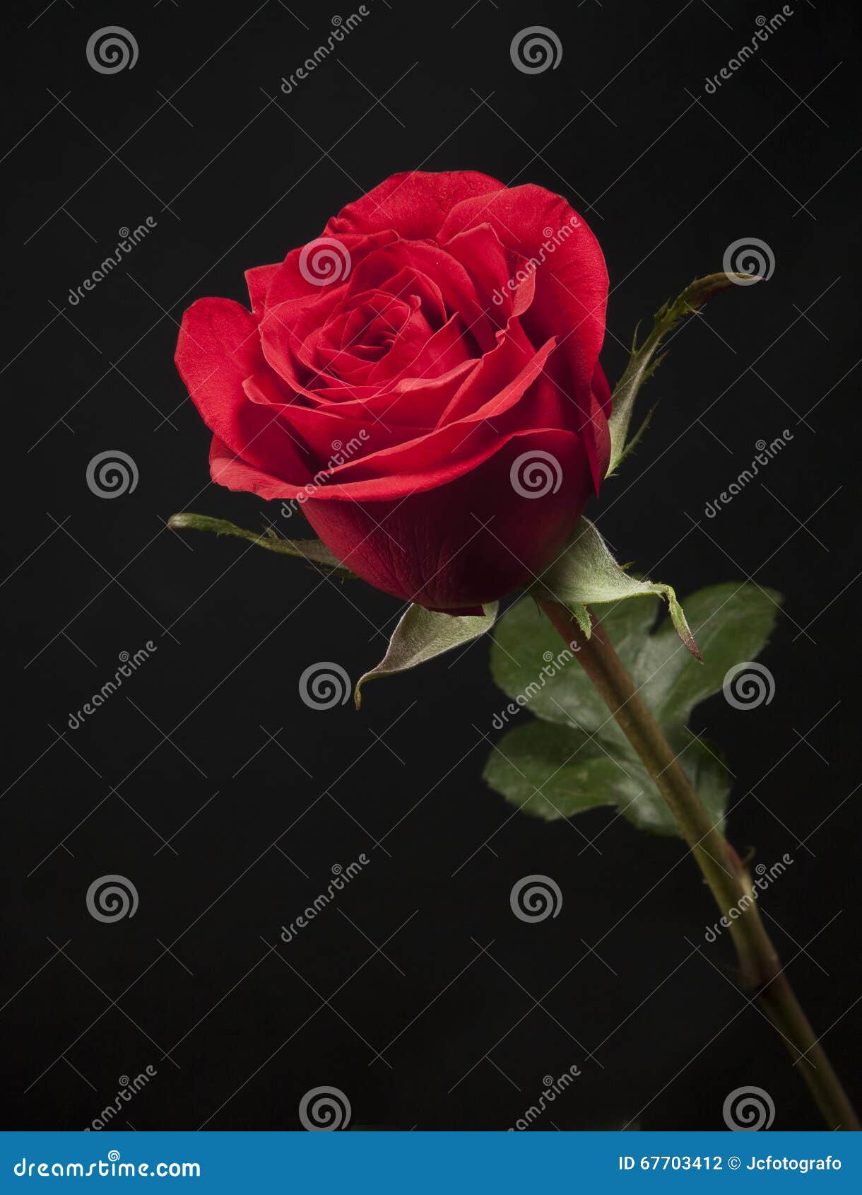 Beautiful rose stock photo. Image of details, plants - 67703412