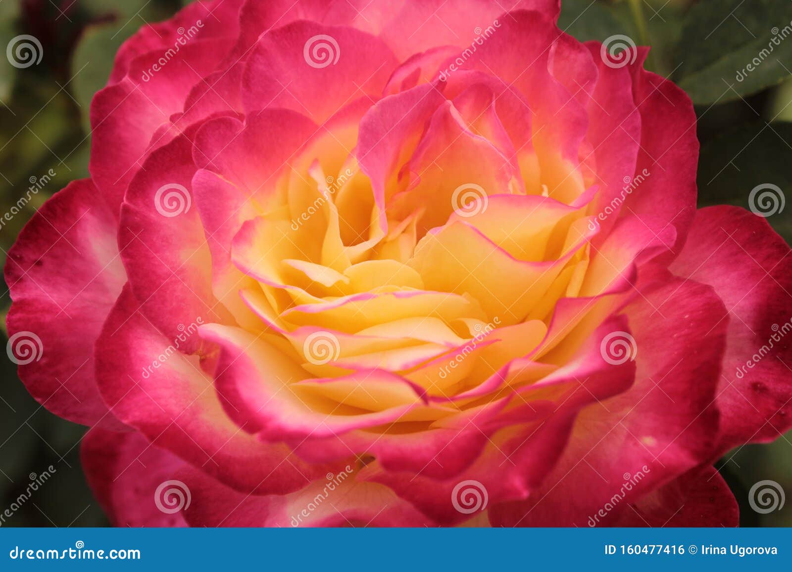 Beautiful Rose with Red Edges. Stock Photo - Image of roses, close ...