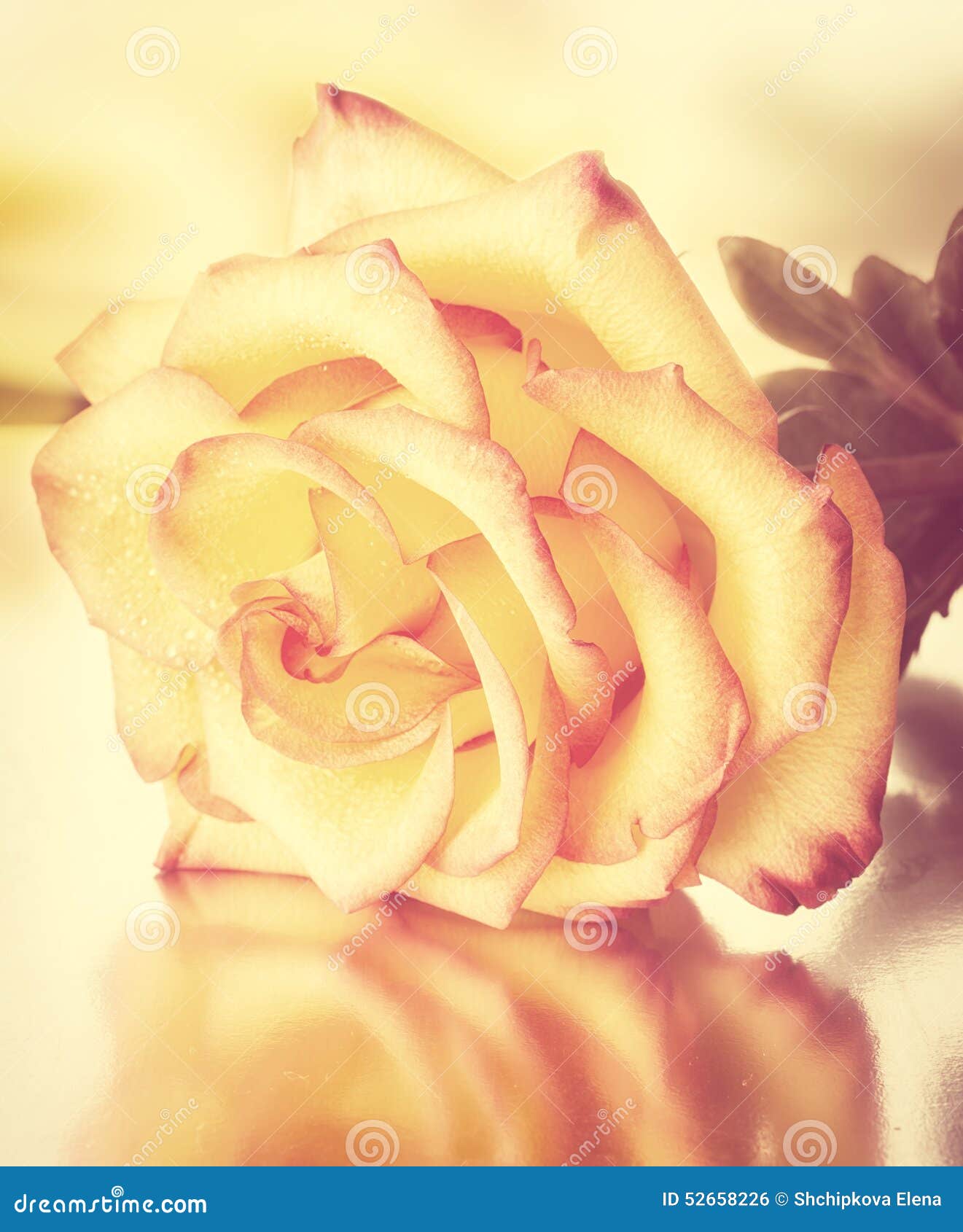 Beautiful Rose with Reflection Stock Photo - Image of beautiful ...