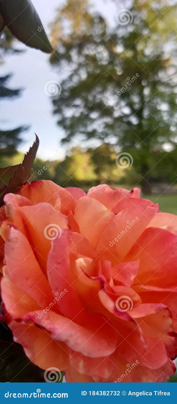 Beautiful Rose on a Riverside Stock Photo - Image of plant, yellow ...
