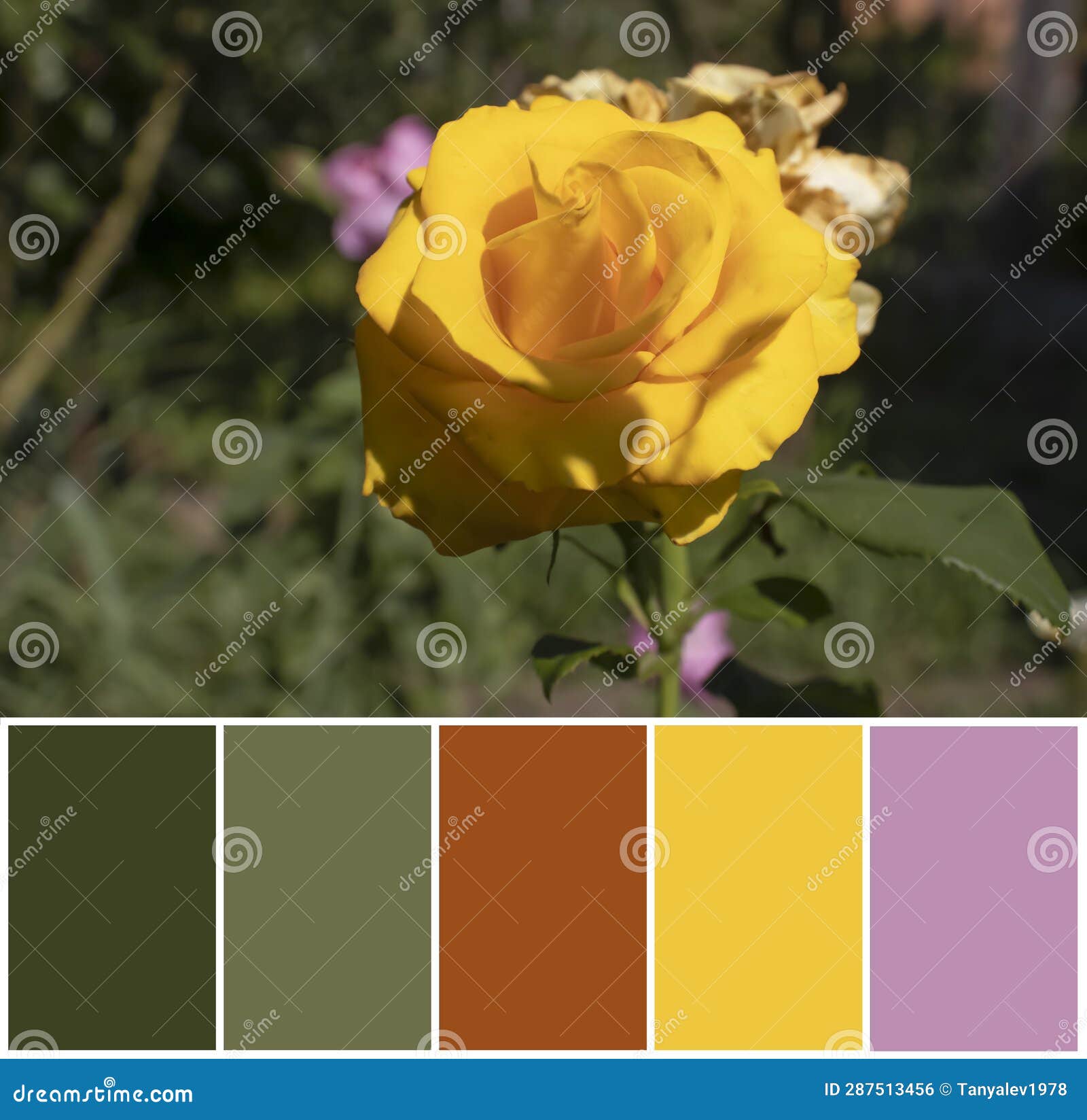 Beautiful Rose, Sample Color Palette Summer Design Stock Photo - Image ...