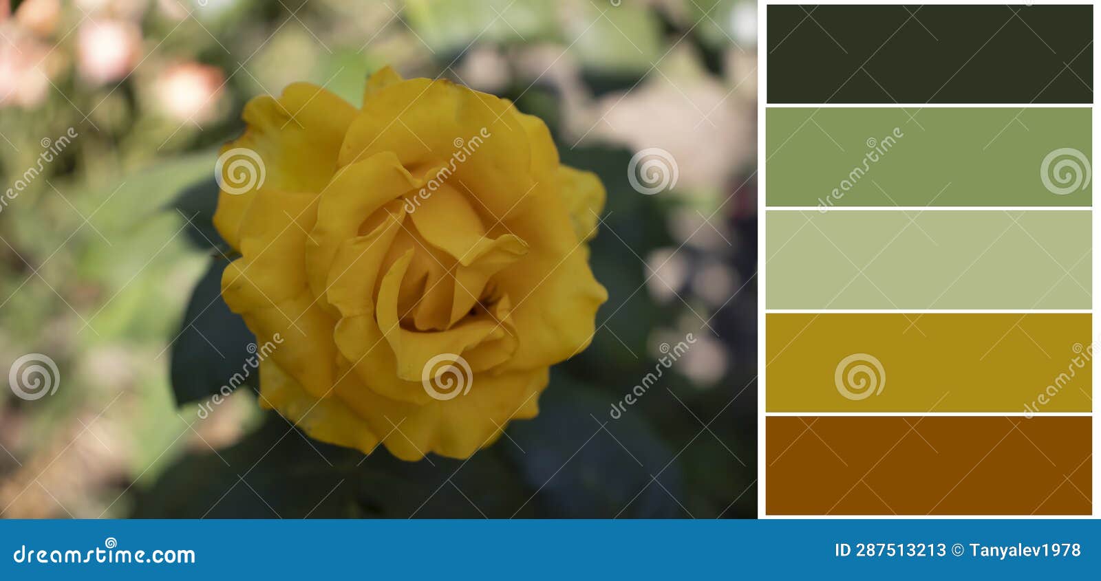 Beautiful Rose, Sample Color Palette Summer Design Example Stock Image ...
