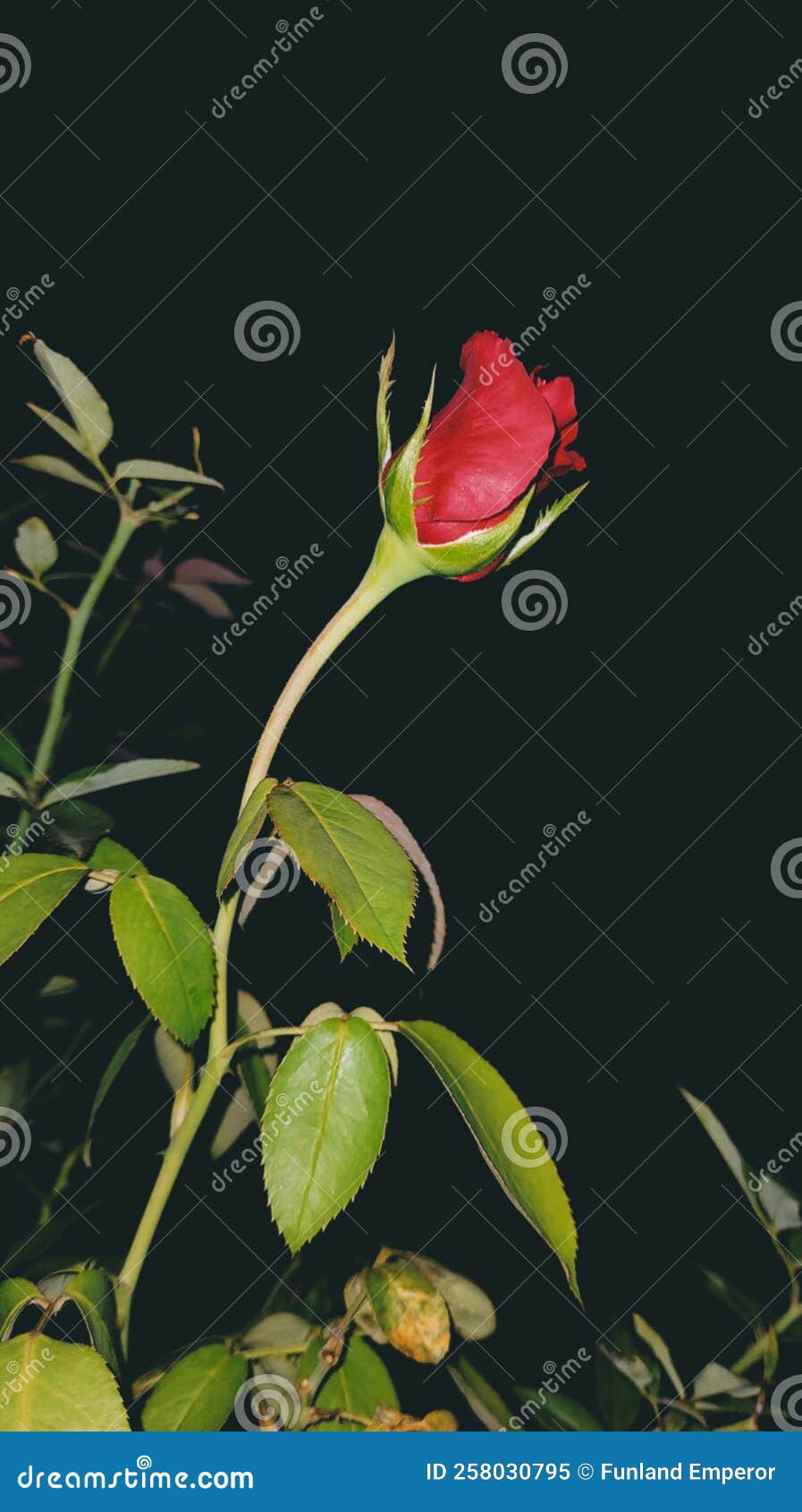 Beautiful Rose Shot with Dark Background for Wallpaper Hd Stock Image ...