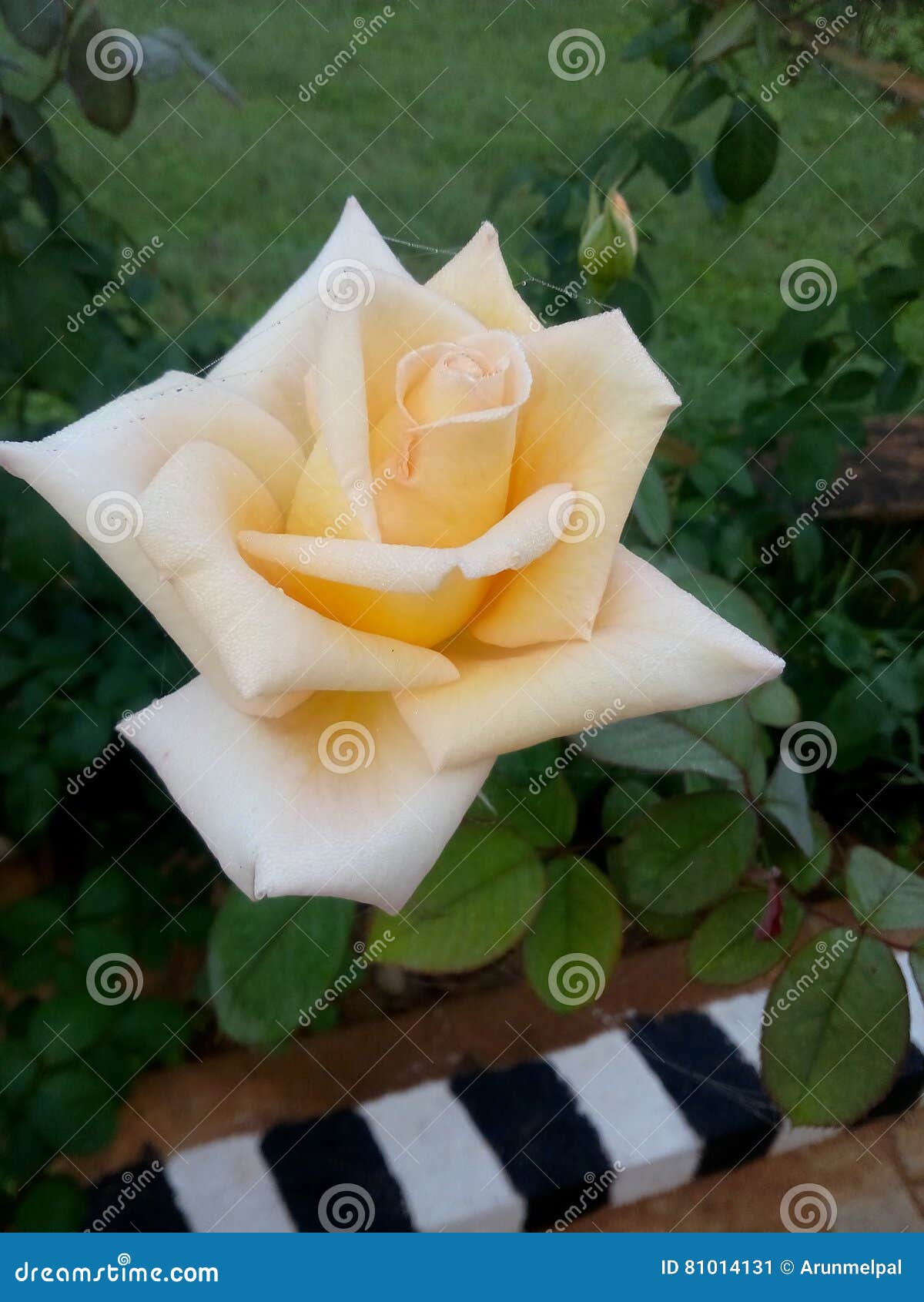Beautiful Rose stock image. Image of snap, pinkrose, rose - 81014131