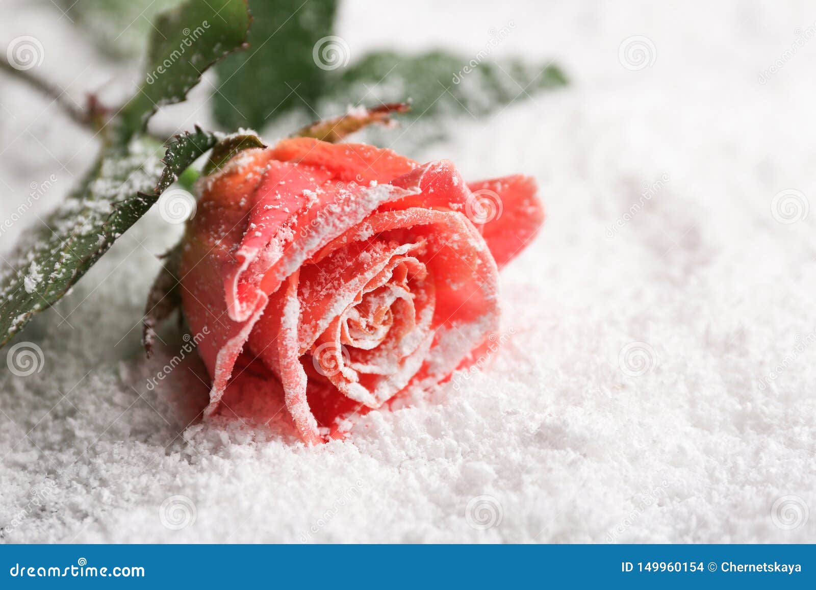 10,145 Beautiful Rose Snow Stock Photos - Free & Royalty-Free Stock ...