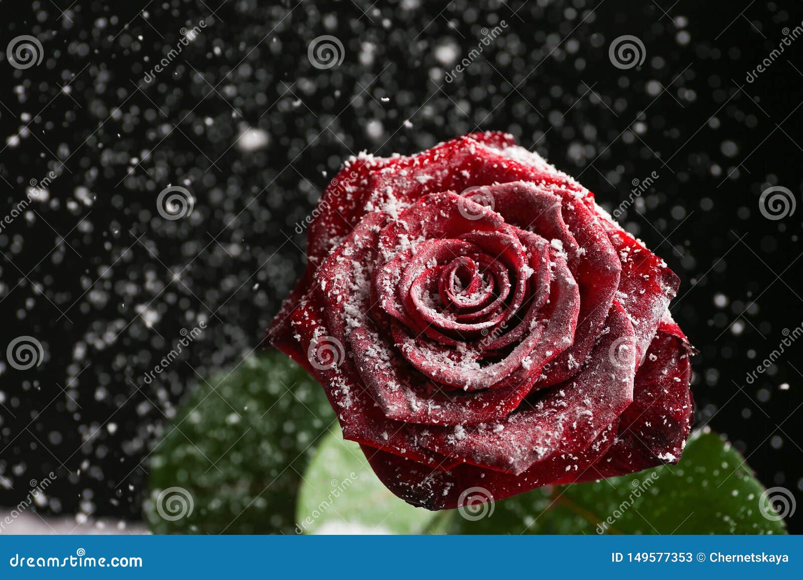 Beautiful Rose in Snow Against Black Background Stock Image - Image of ...