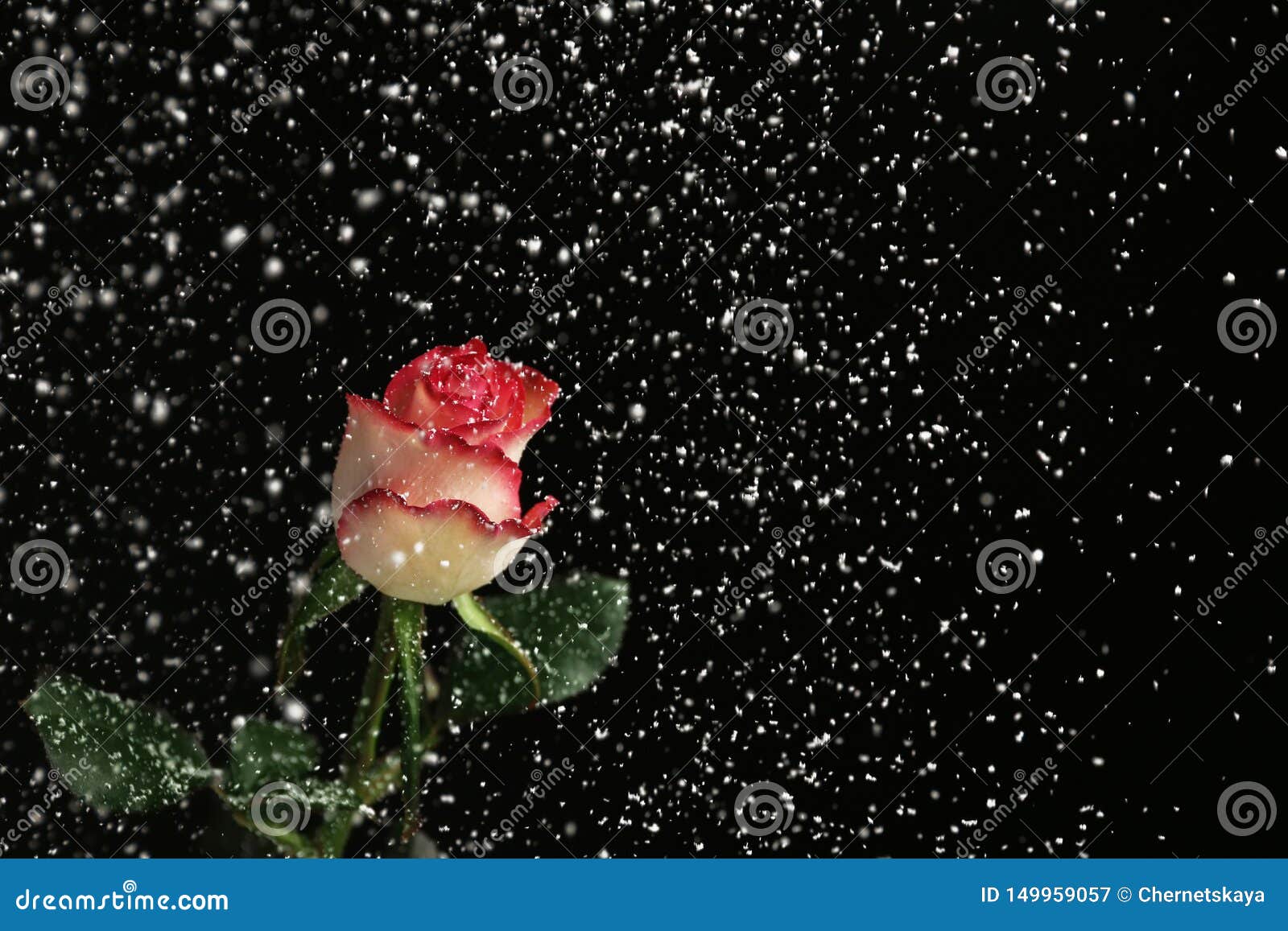 Beautiful Rose on Snow Against Black Background Stock Image - Image of ...