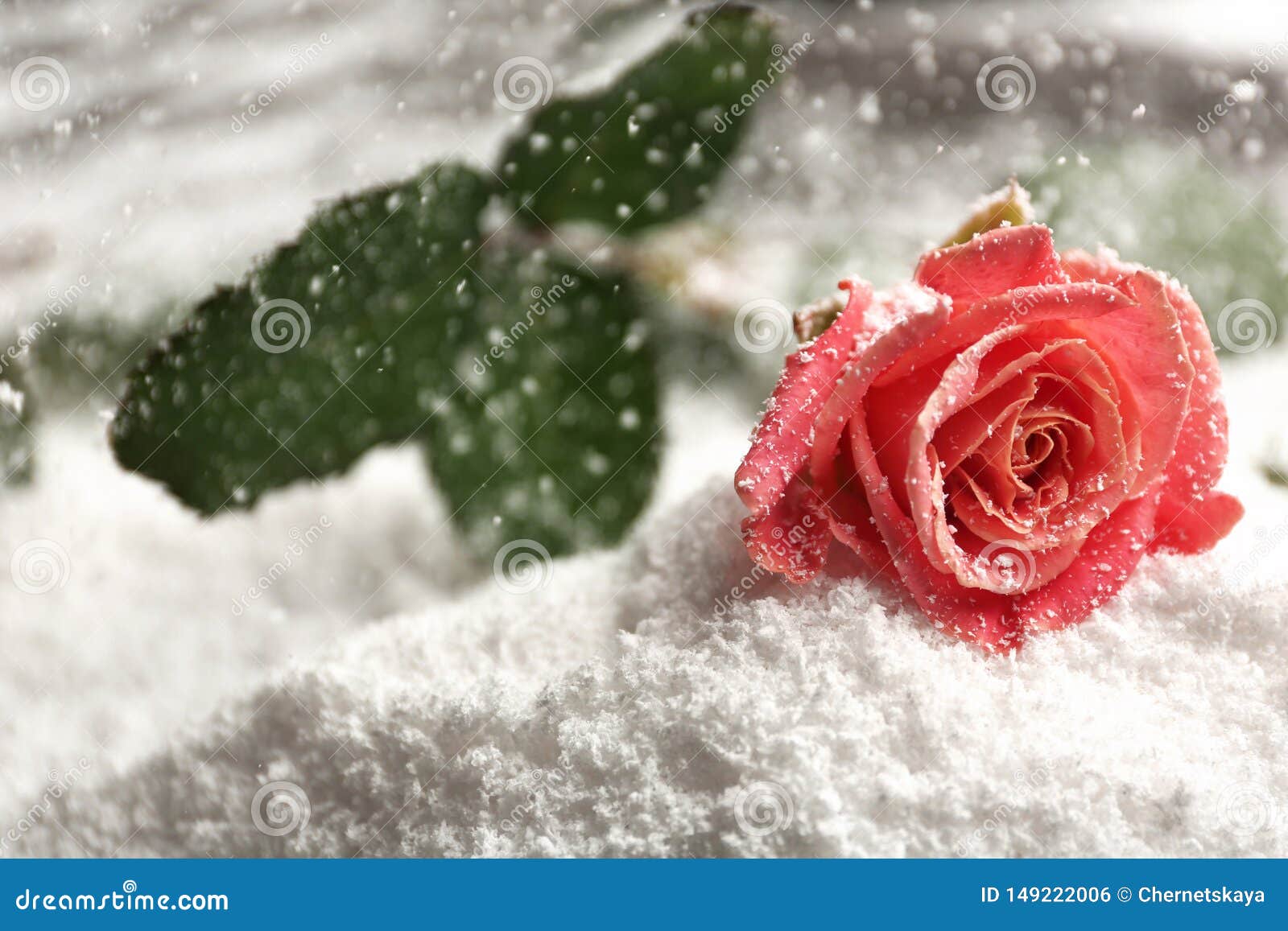 Beautiful rose on snow stock photo. Image of love, concept - 149222006