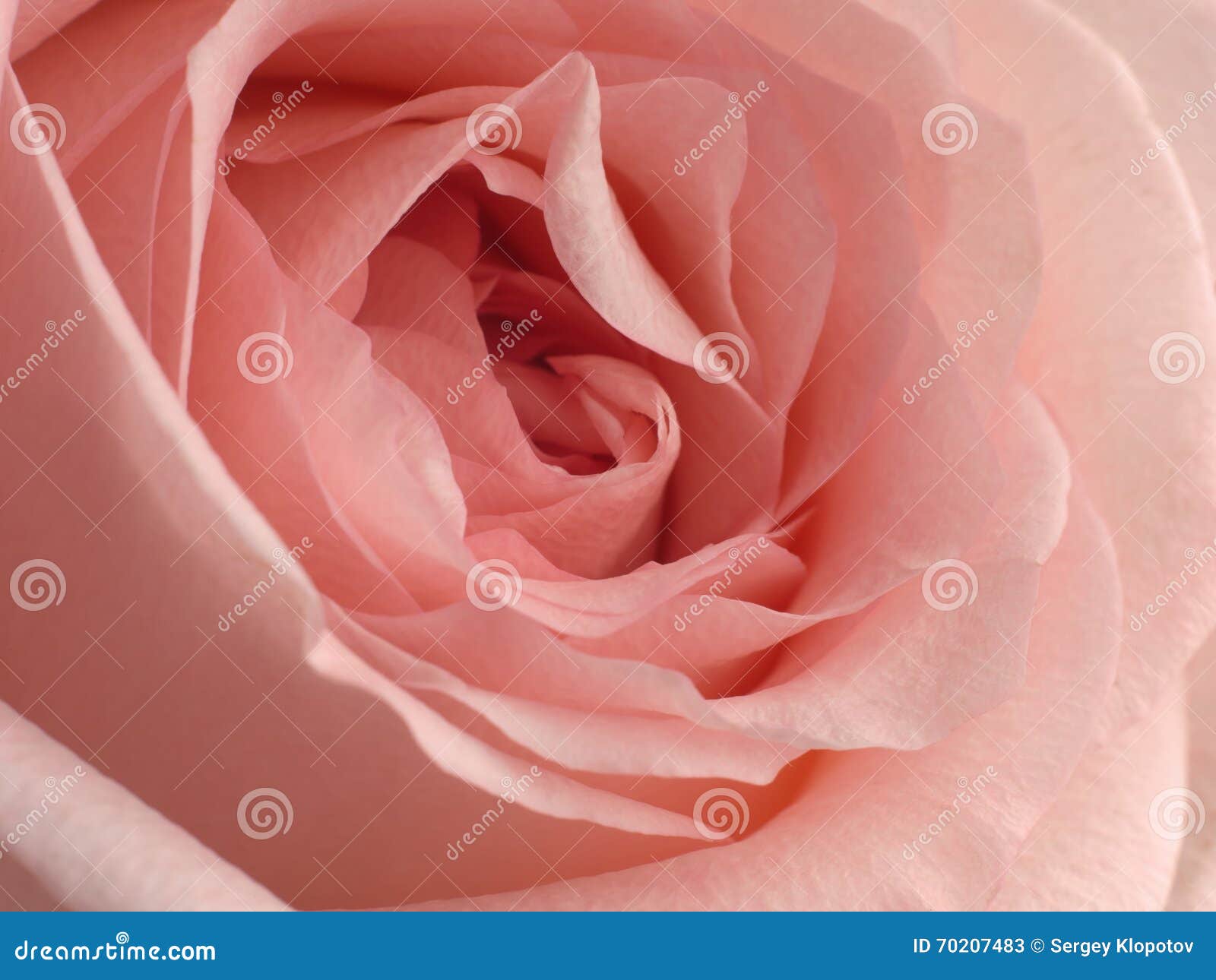 A Beautiful Rose Soft Colors. Stock Image - Image of petal, celebration ...