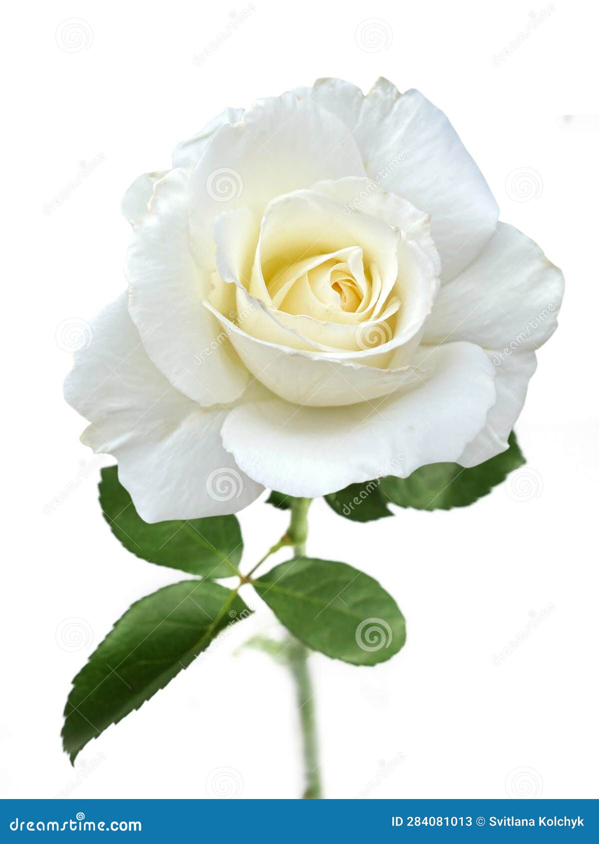 Beautiful Rose with Stem and Leaves Isolated on White Background Stock ...