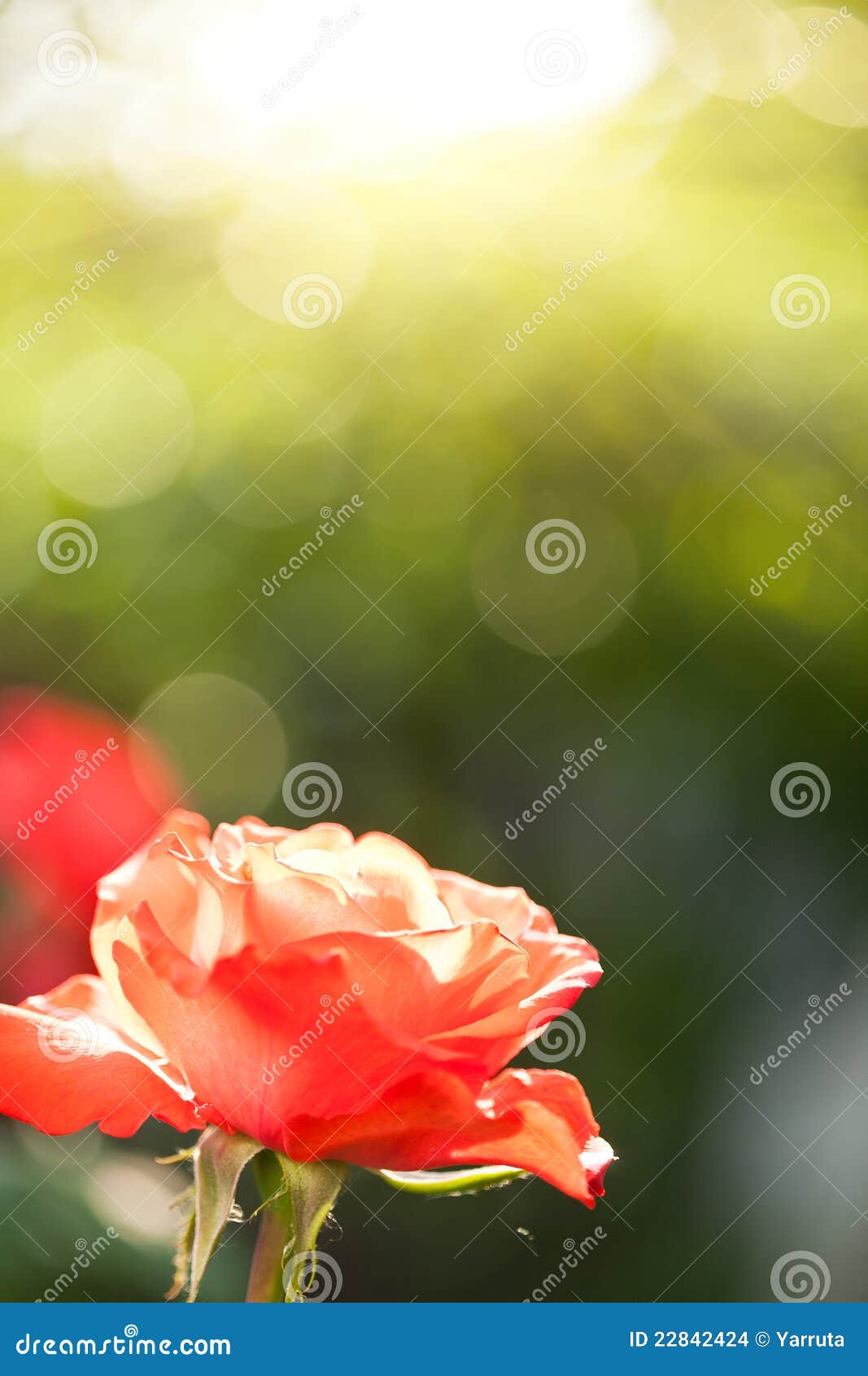 Beautiful rose in sunshine stock photo. Image of outdoors - 22842424