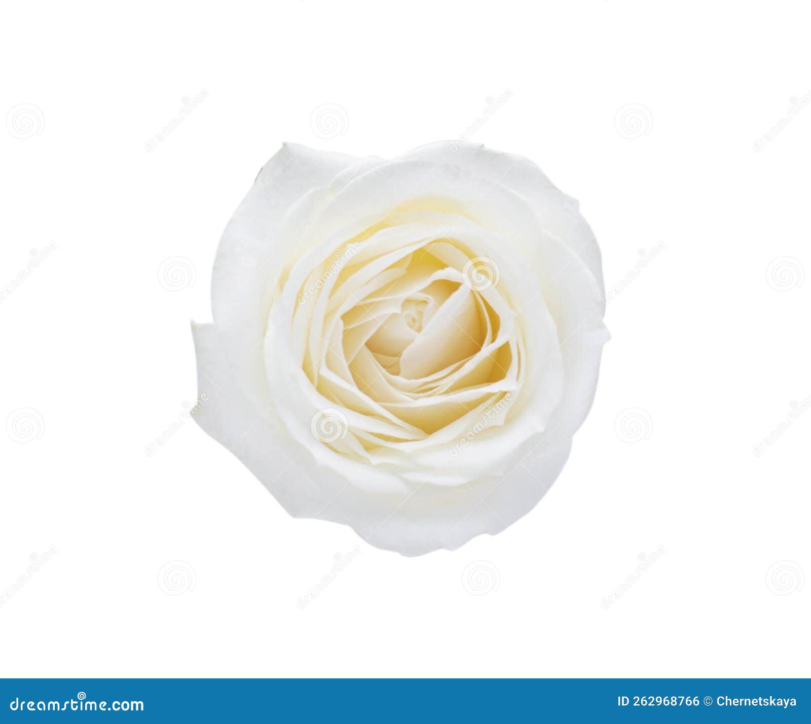 Beautiful Rose with Tender Petals on White Background, Top View Stock ...