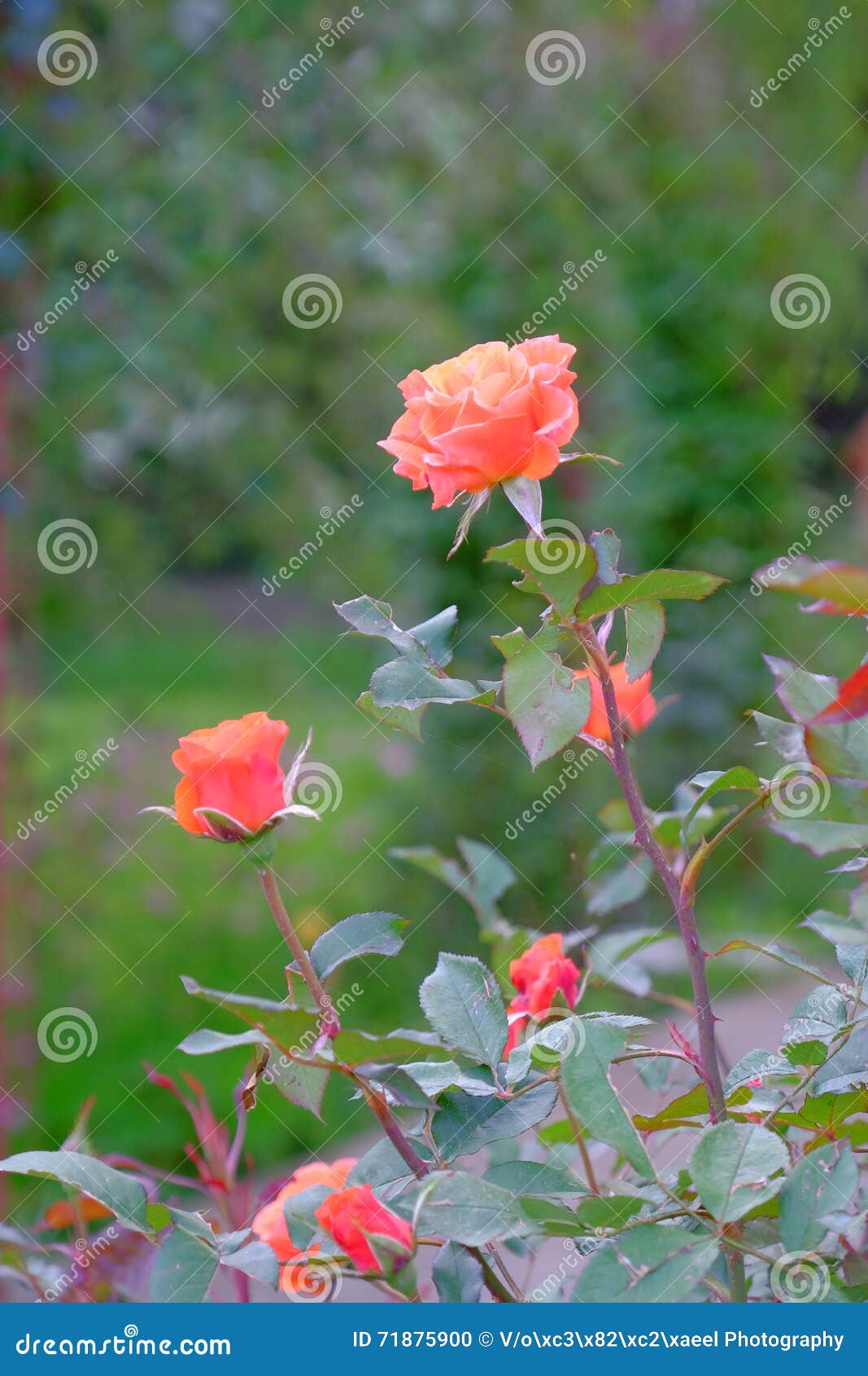 Beautiful rose stock photo. Image of petal, plant, nature - 71875900