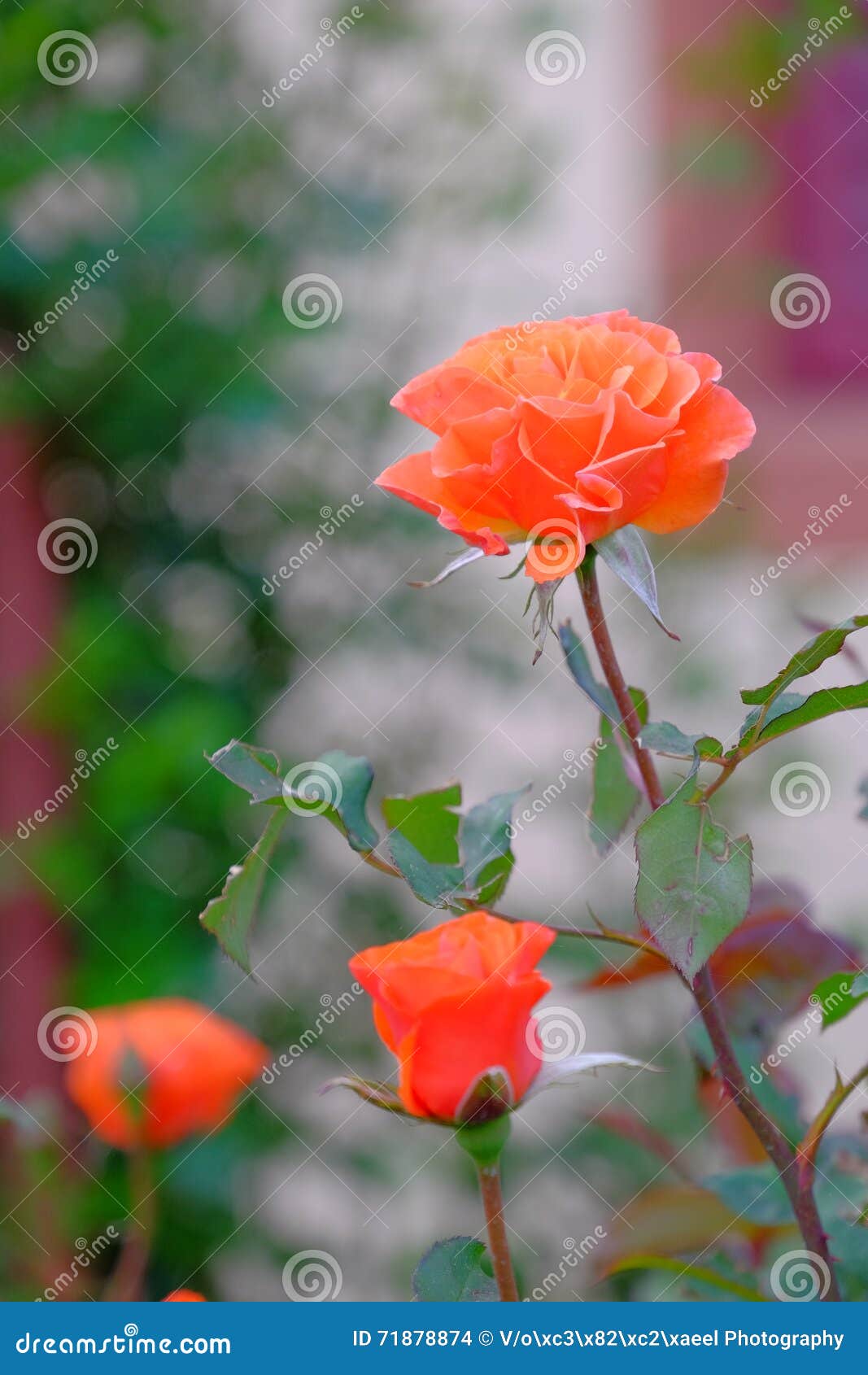 Beautiful rose stock photo. Image of garden, unedited - 71878874