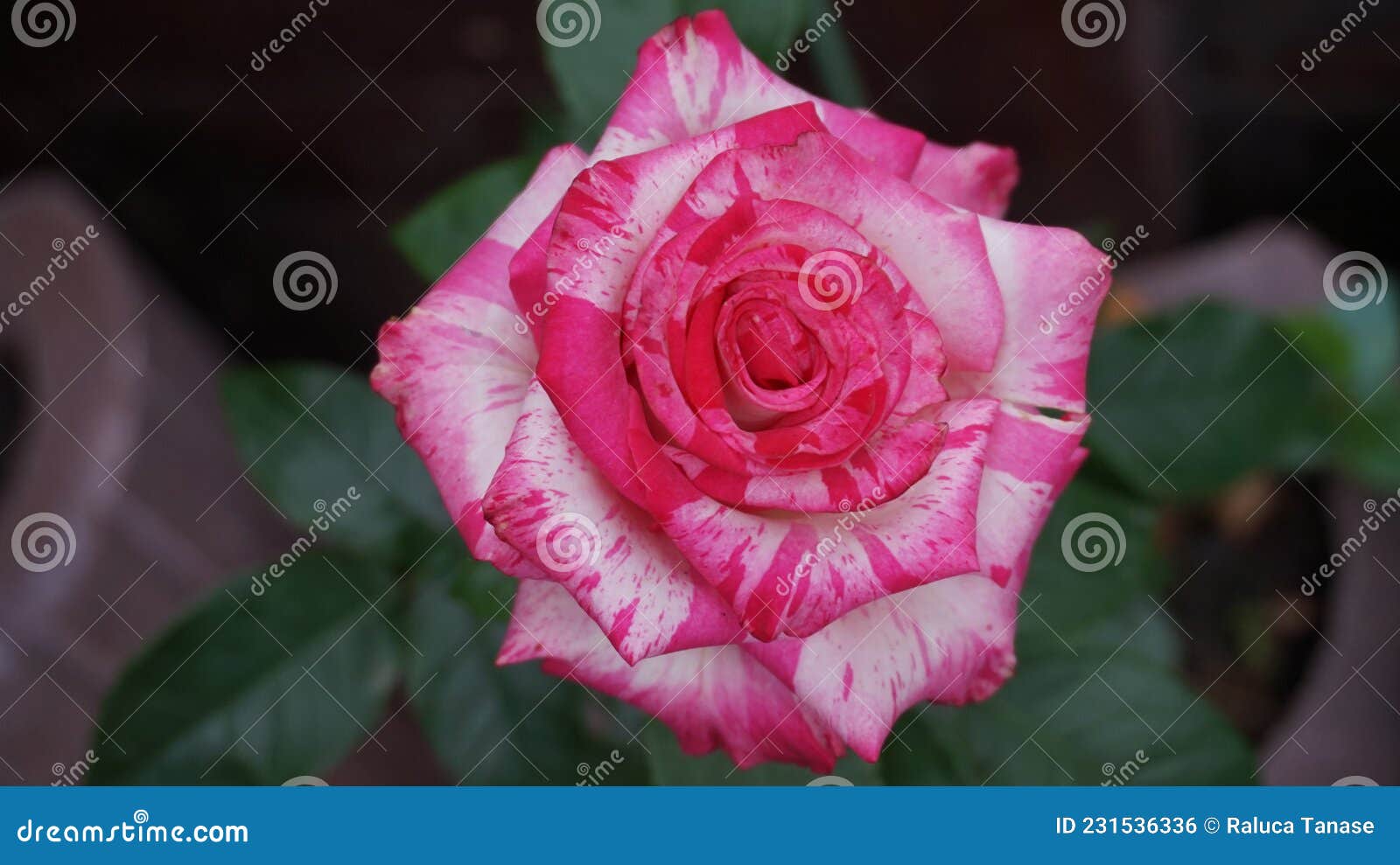 Beautiful rose stock photo. Image of delicate, green - 231536336