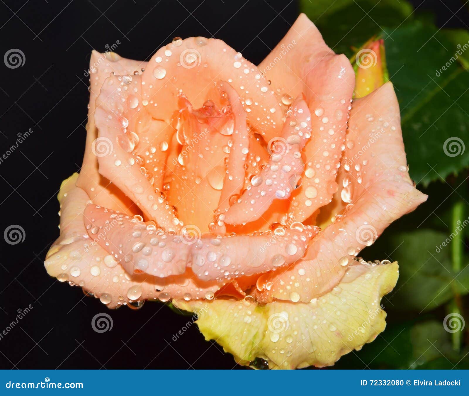 Beautiful rose stock photo. Image of nature, close, color - 72332080