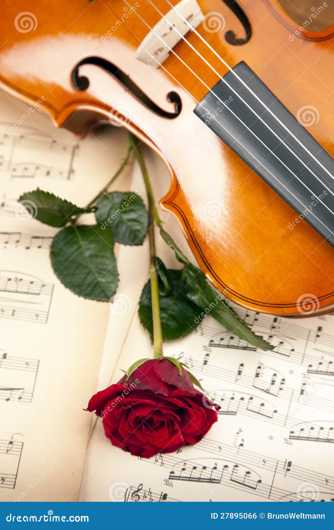 Beautiful rose and violin! stock photo. Image of sound - 27895066