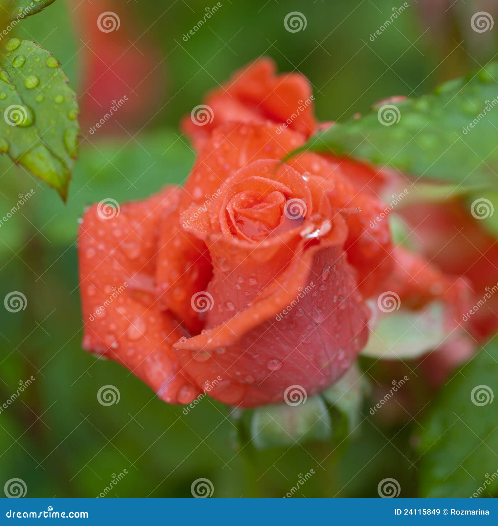 Beautiful Rose with Water Droplets Stock Image - Image of gift ...