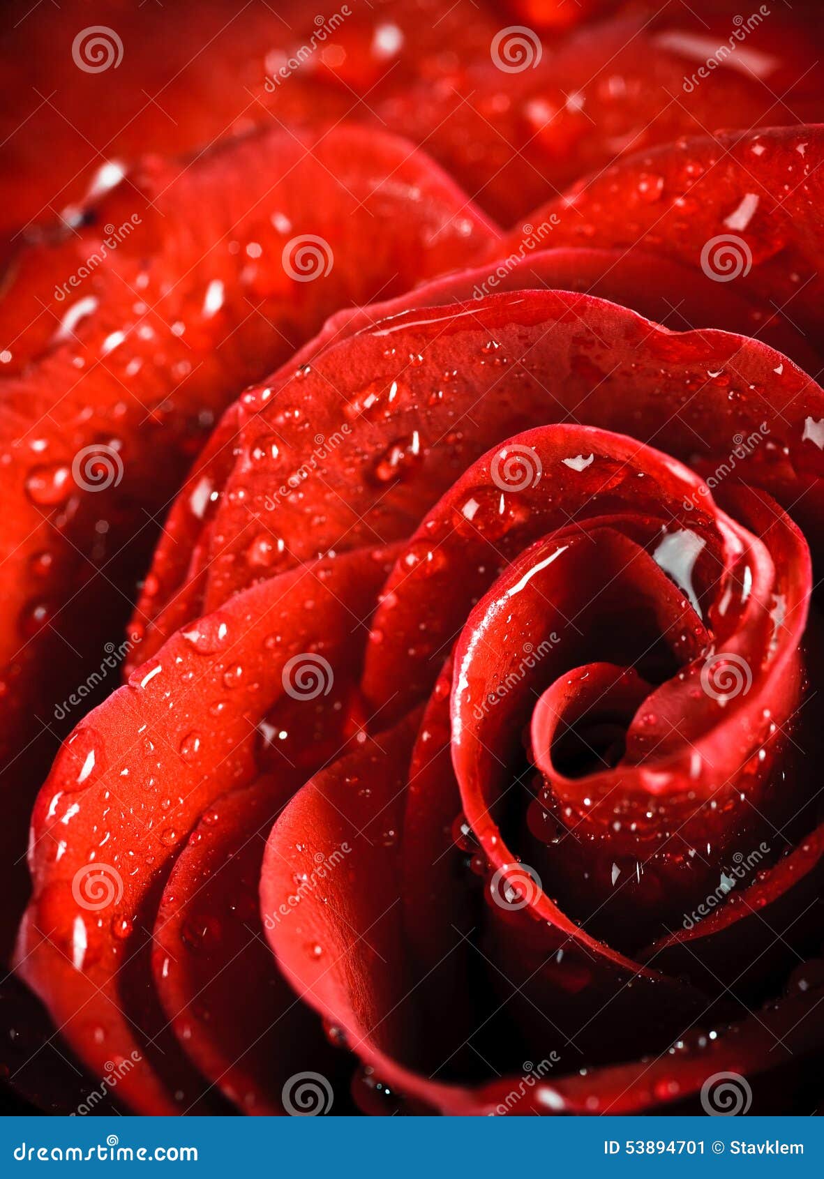 Beautiful Rose with Water Drops Stock Image - Image of marriage, folds ...