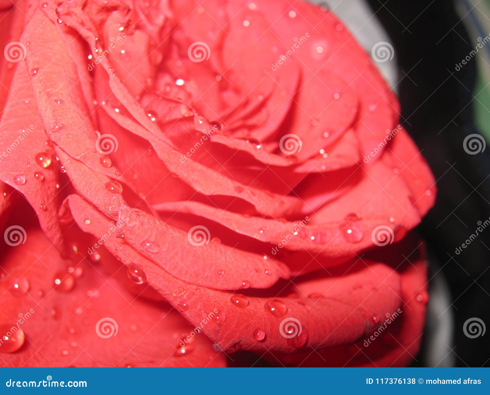 Rose with water drops stock photo. Image of macro, beautiful - 117376138