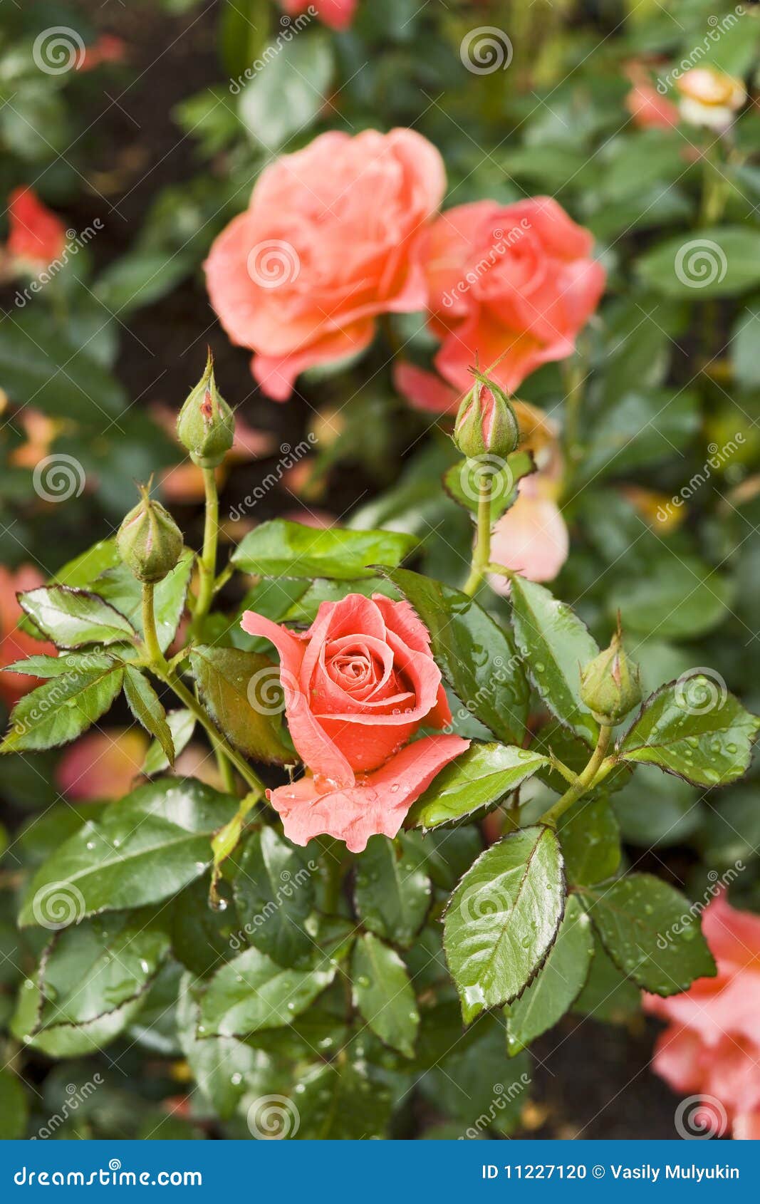 Beautiful rosebud stock photo. Image of petals, beautiful - 11227120