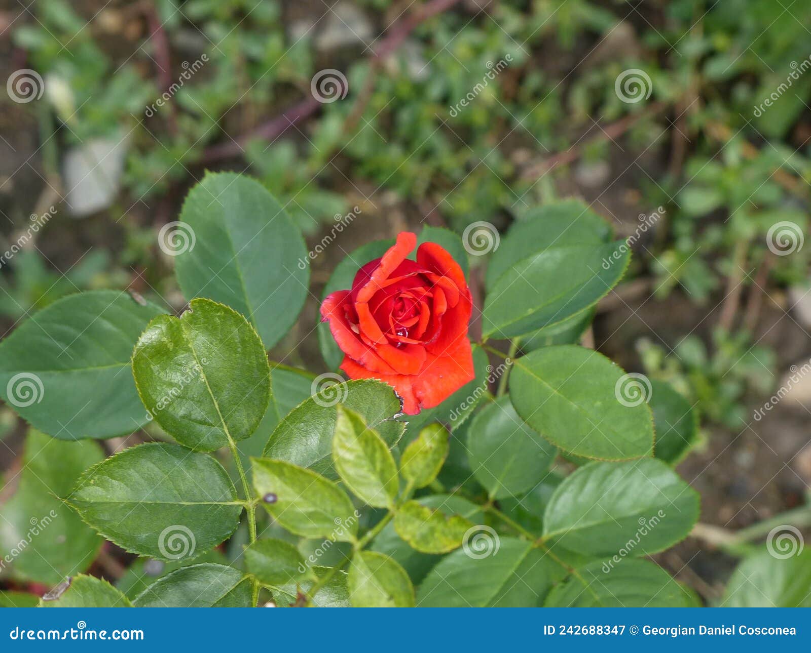 Beautiful Rosebud on Green Background Stock Image - Image of rosebud ...