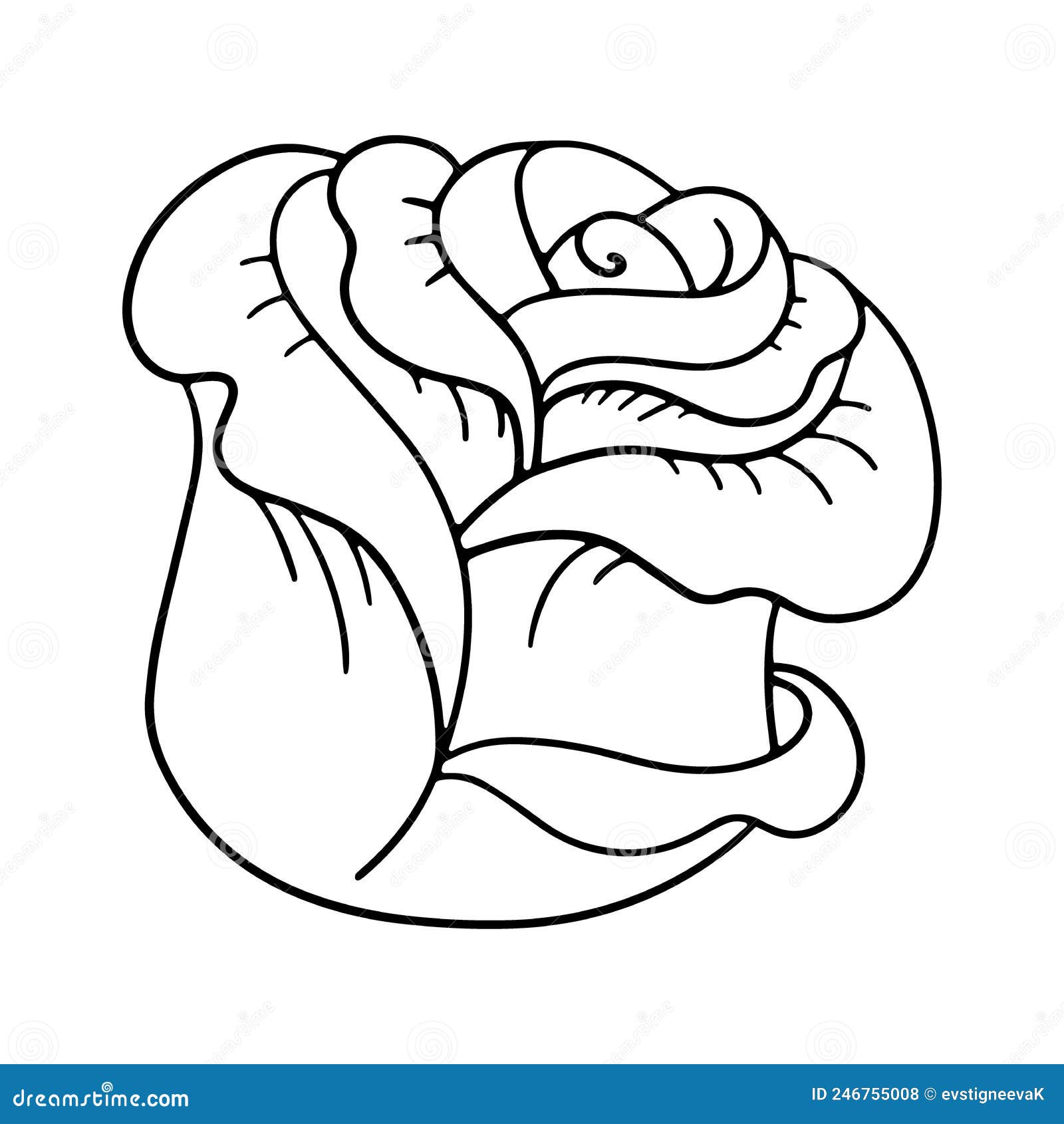 Rosebud, Vector Illustration, Hand Drawing Outline Sketch ...