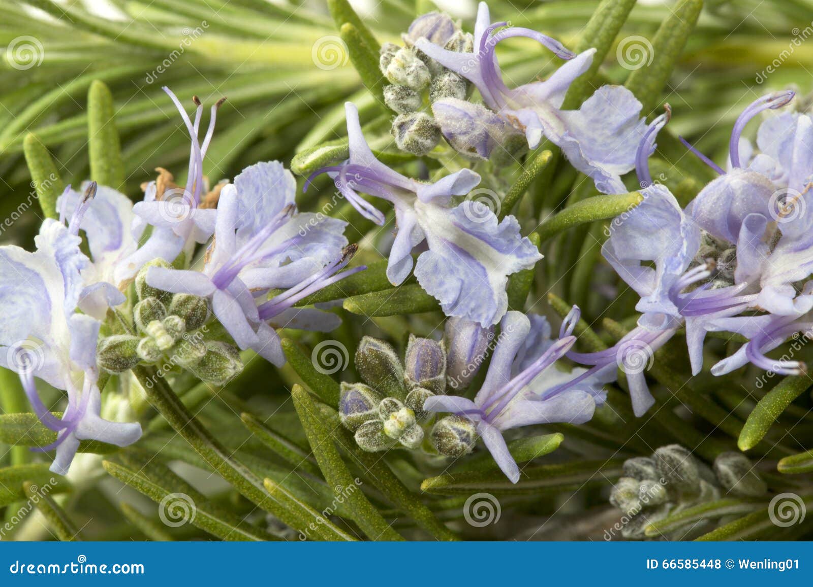Beautiful rosemary bloom stock photo. Image of herb, smell - 66585448