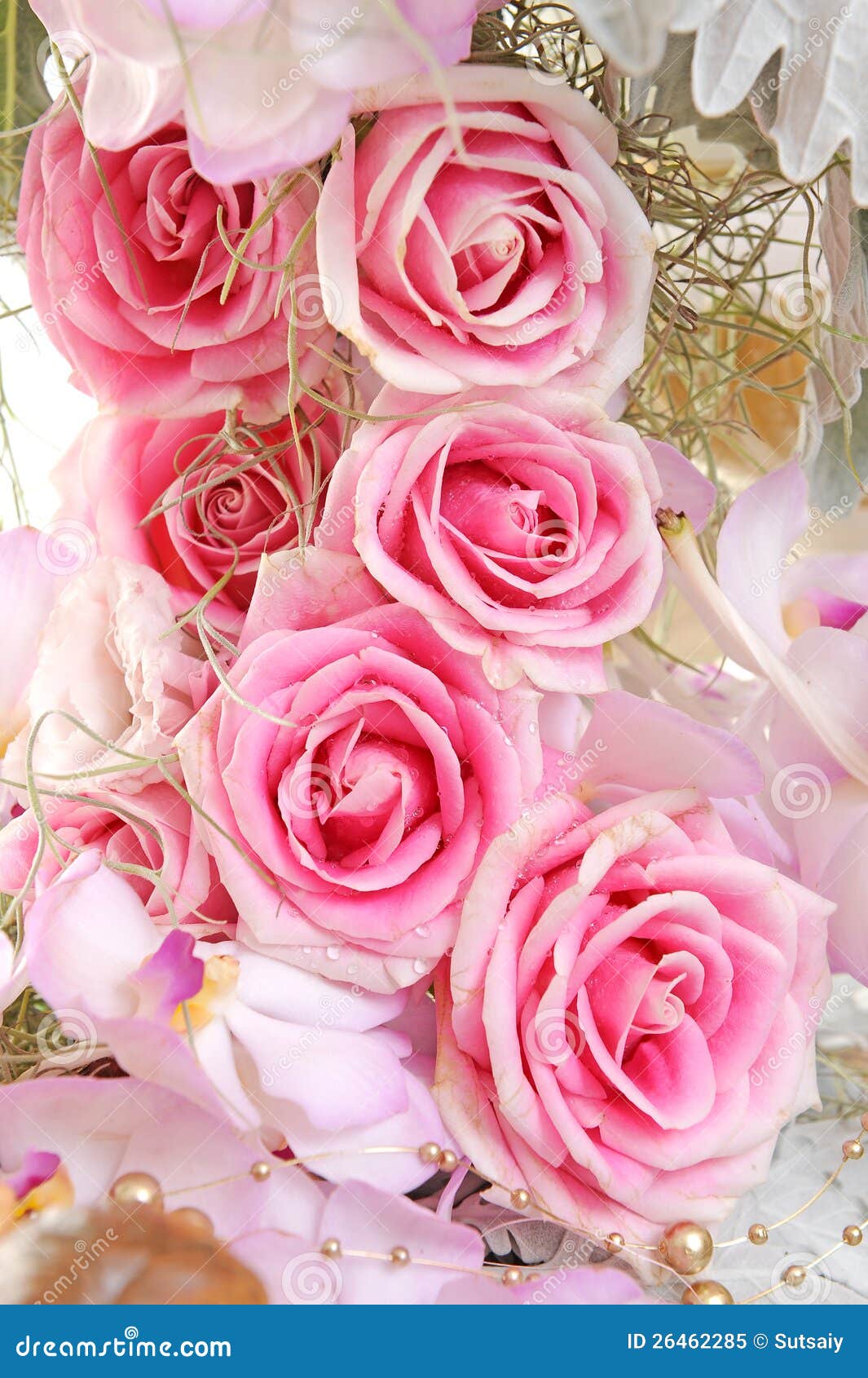 Beautiful Roses stock image. Image of color, focus, isolated - 26462285