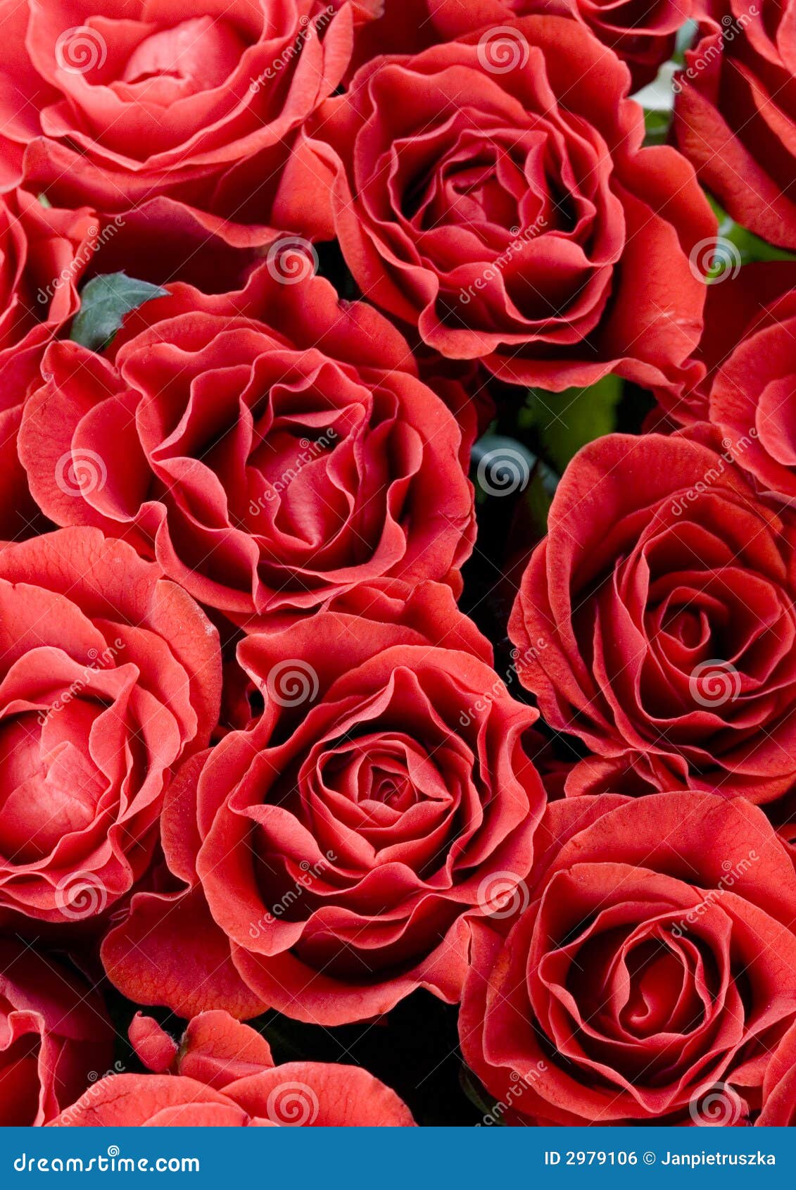 Beautiful roses stock photo. Image of aromatherapy, pinks - 2979106