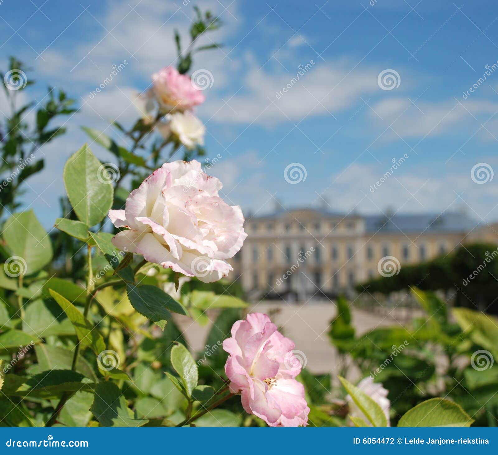 Beautiful Roses and Beautiful Baroque and Rococo Stock Photo - Image of ...